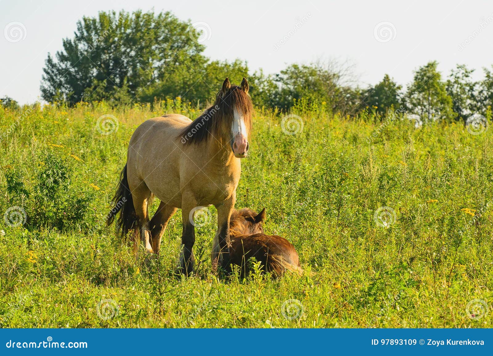 Horse on open pasture. stock image. Image of horse, noble - 97893109