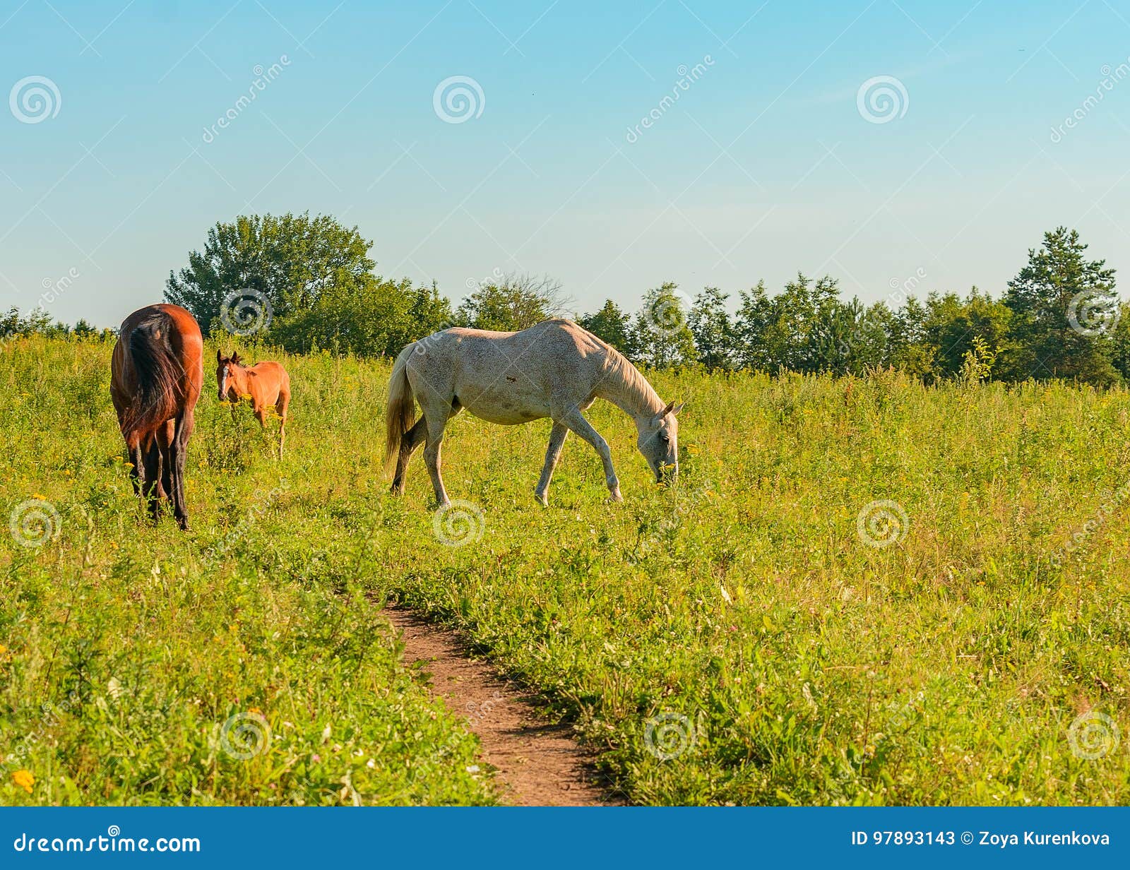 Horse on open pasture. stock image. Image of hats, horses - 97893143