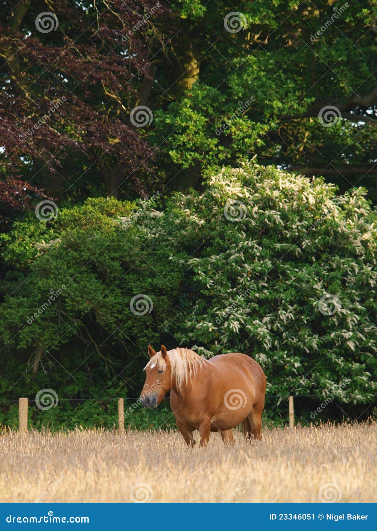 Horse in paddock stock image. Image of chestnut, paddock - 23346051