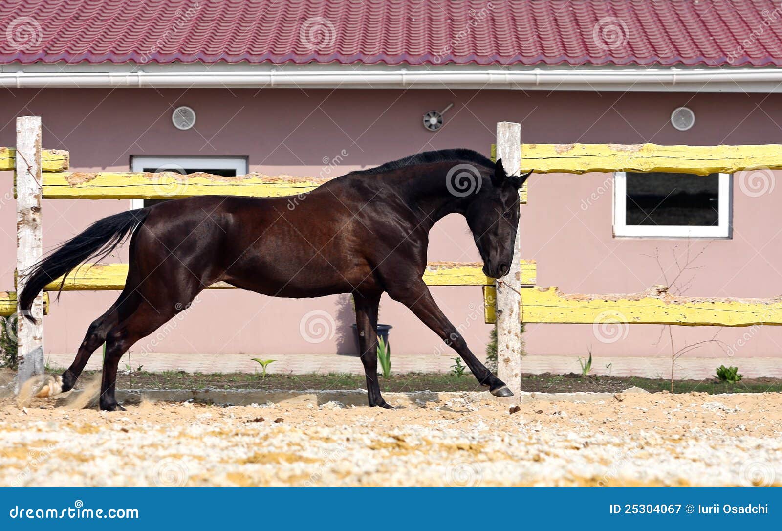 Horse in the paddock stock image. Image of animal, freedom - 25304067