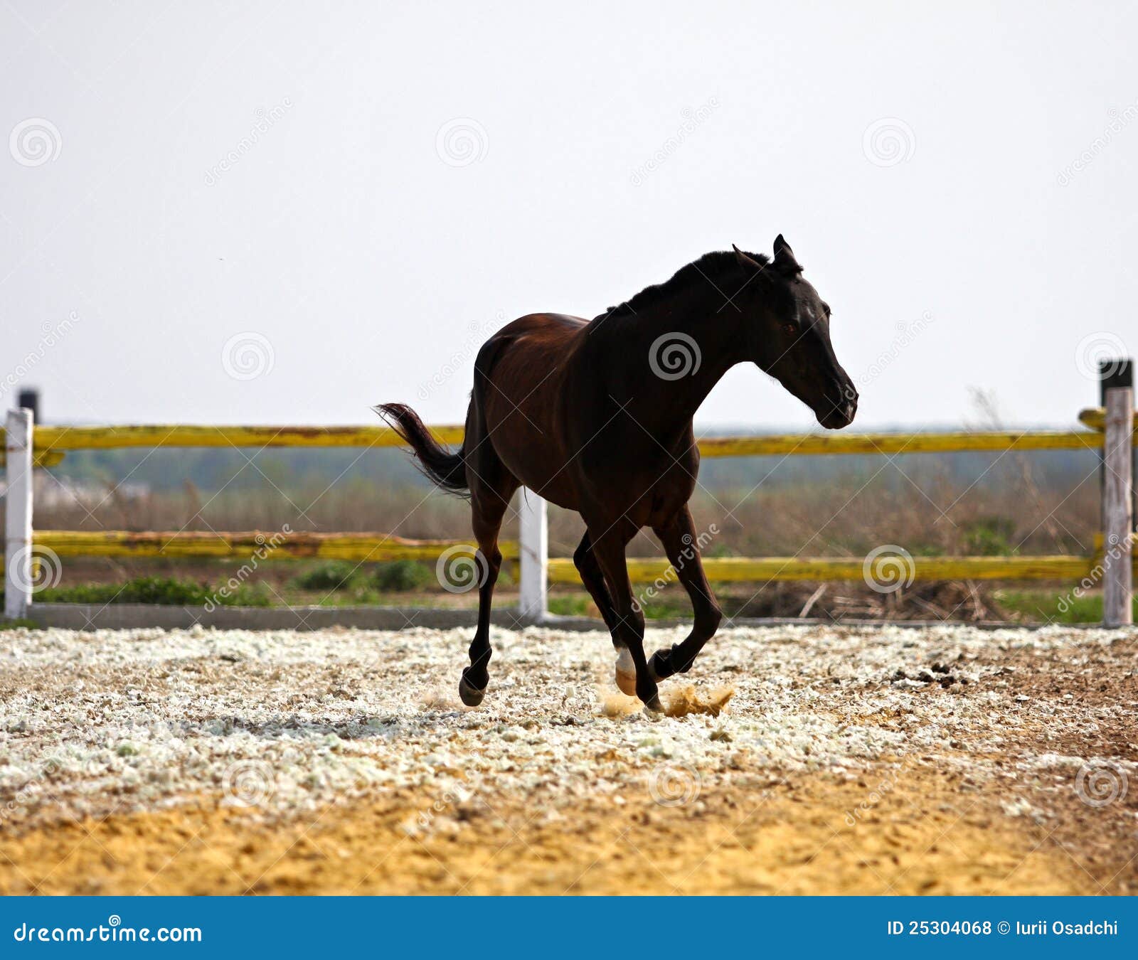 Horse in the paddock stock photo. Image of blue, country - 25304068
