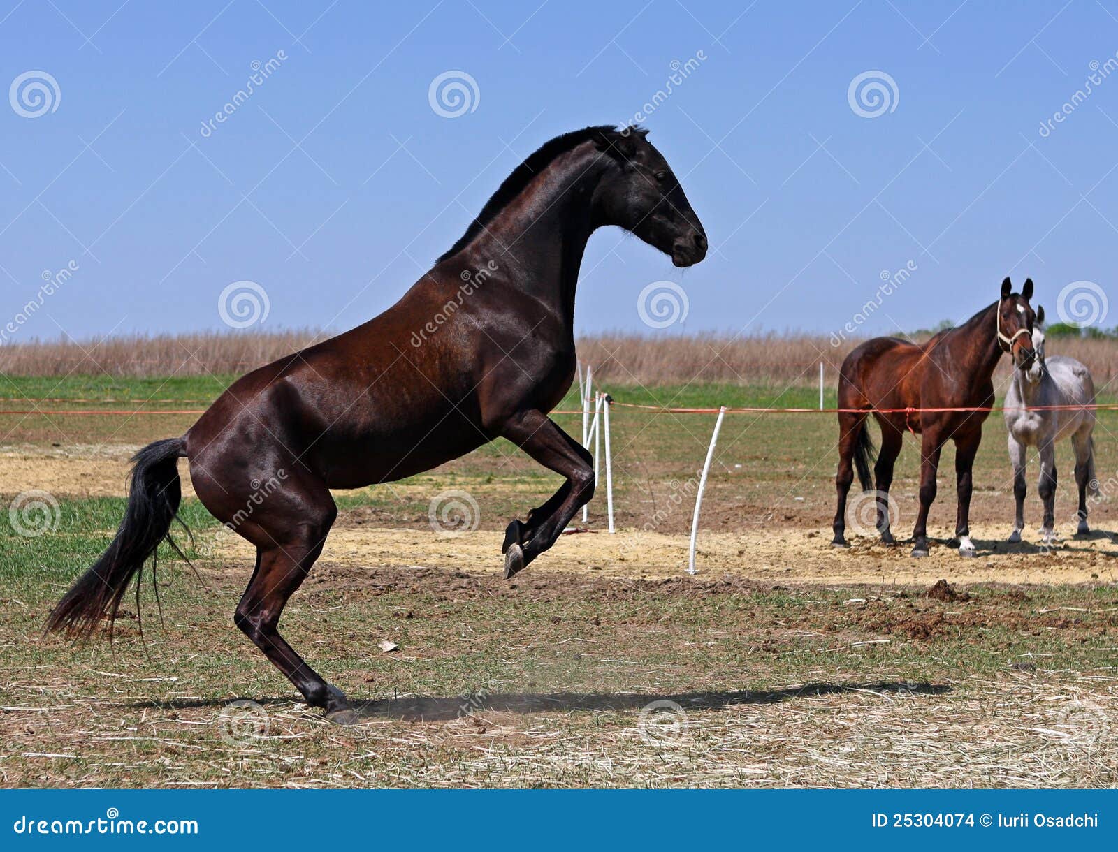 Horse in the paddock stock photo. Image of horse, mammal - 25304074