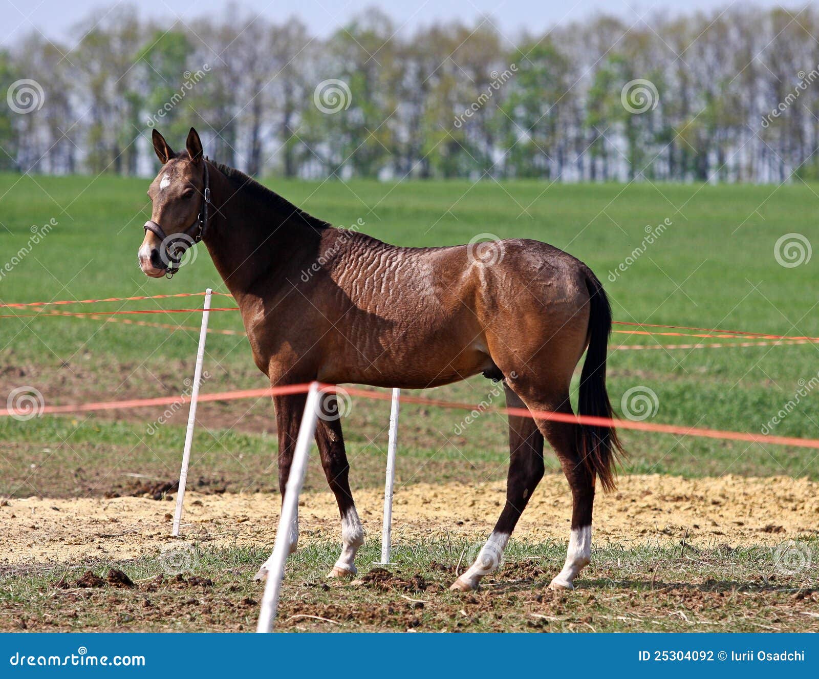 Horse in the paddock stock photo. Image of nature, green - 25304092