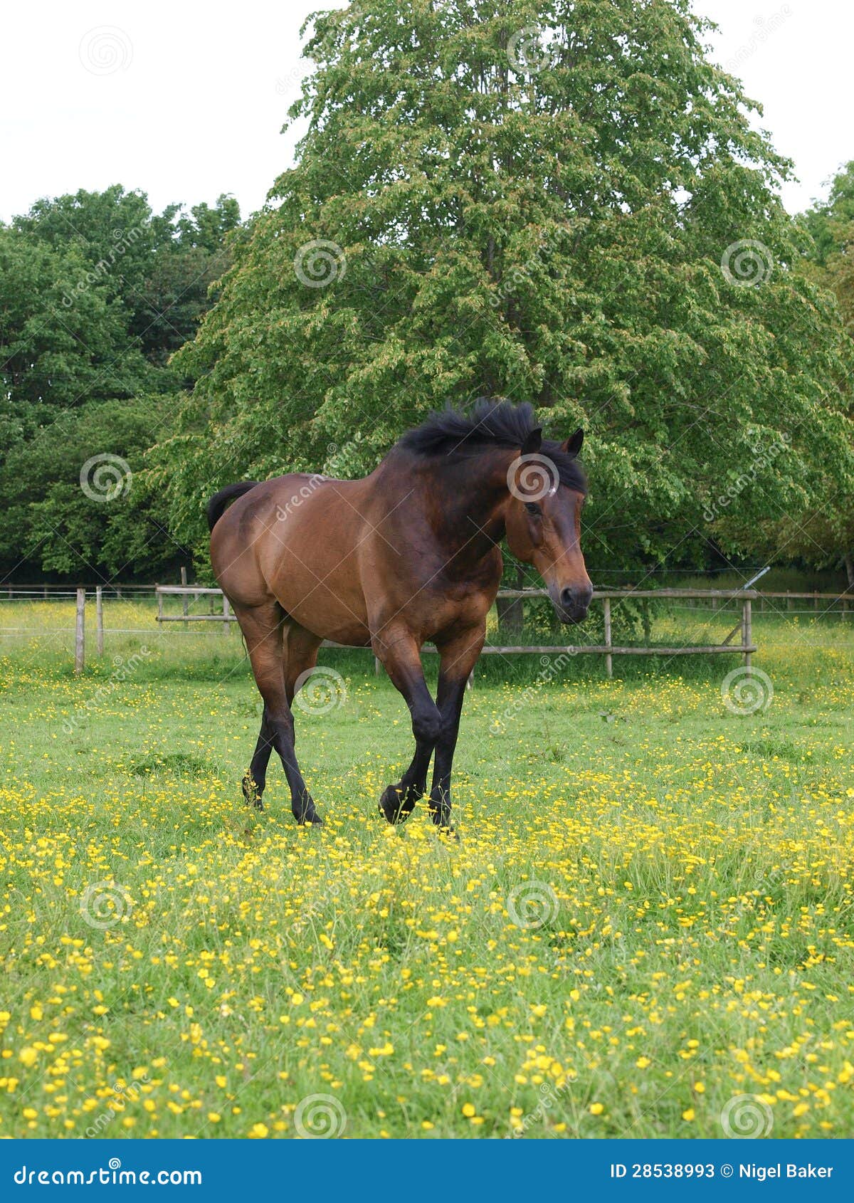 Horse in Paddock stock image. Image of pasture, equestrian - 28538993
