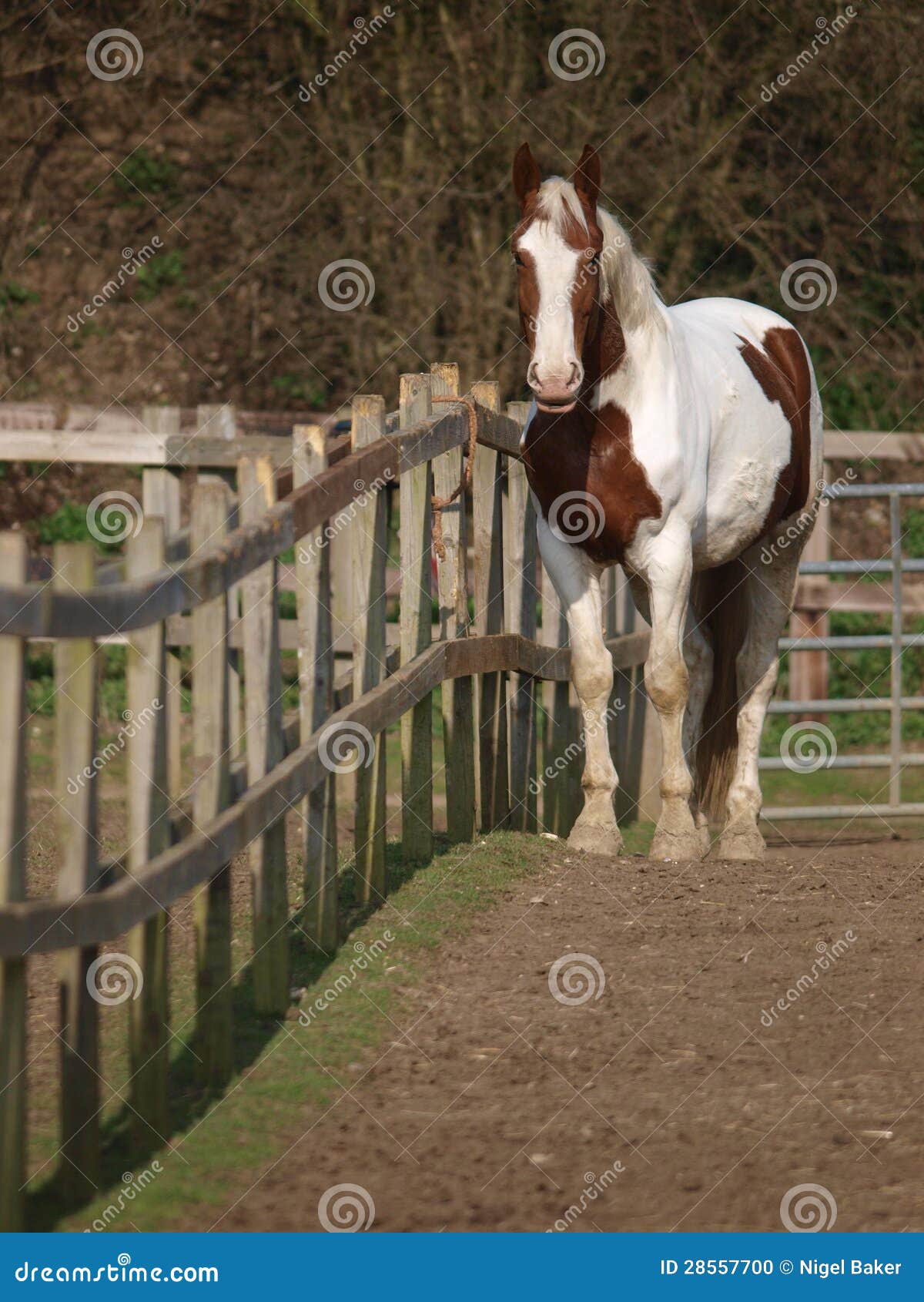 Horse in Paddock stock photo. Image of grass, dust, horse - 28557700