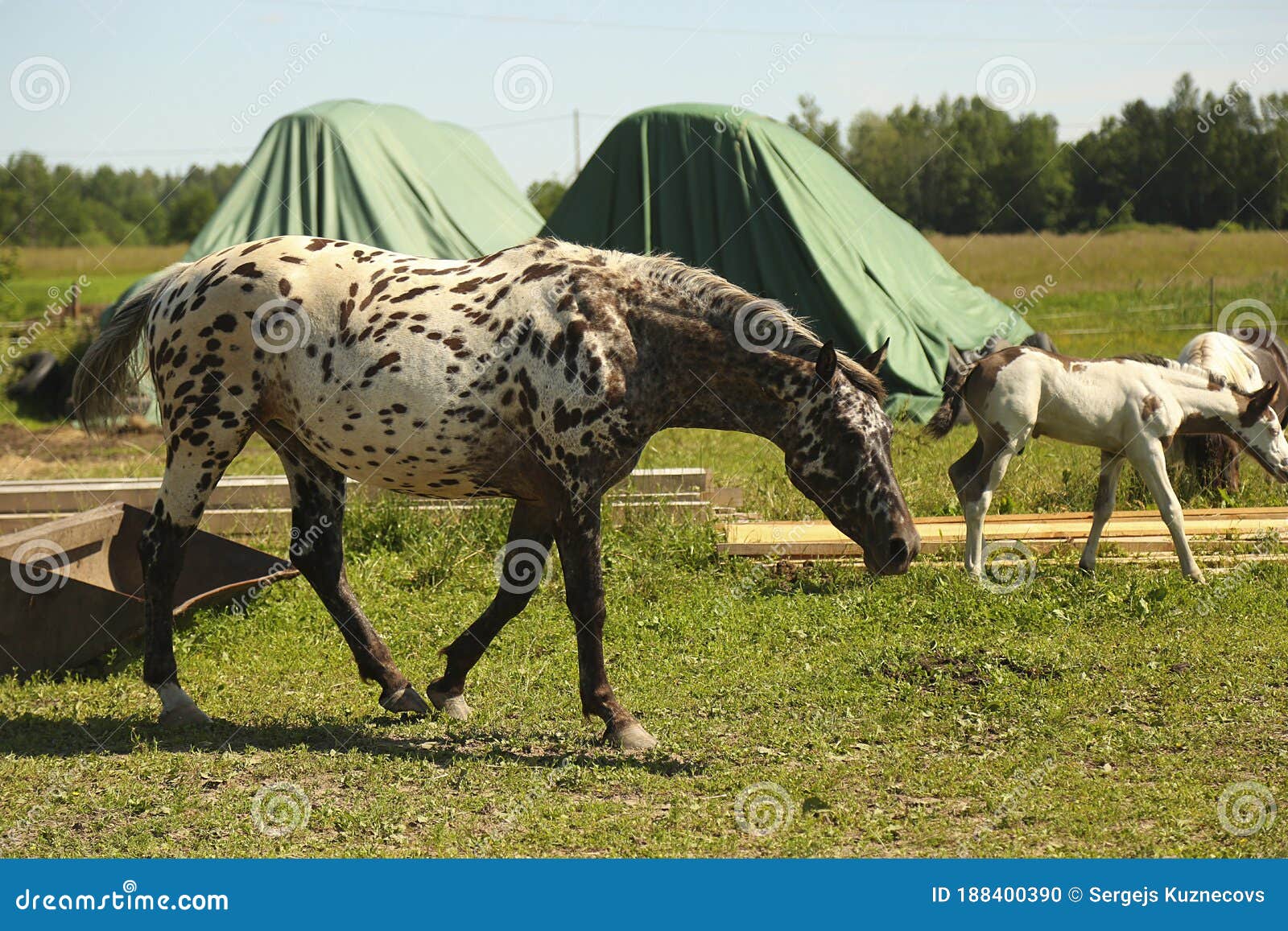 Horse in the Paddock. Animal Farm Stock Photo - Image of feeding ...