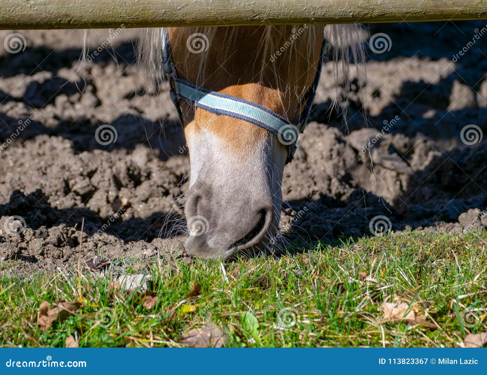 Horse in the Paddock that Eats Stock Image - Image of outdoors, body ...