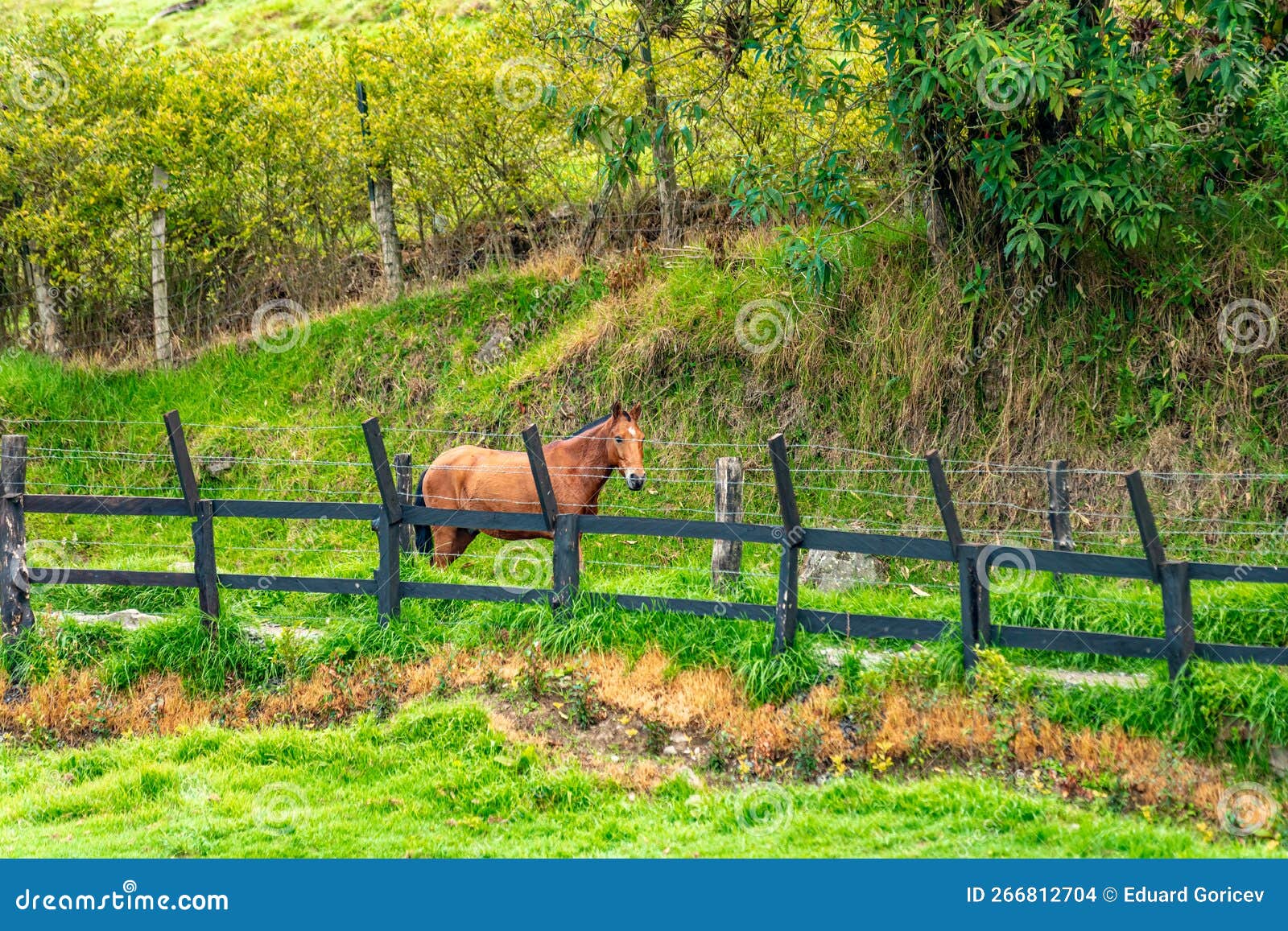 Horse in the Paddock on the Farm Stock Photo - Image of herd, power ...