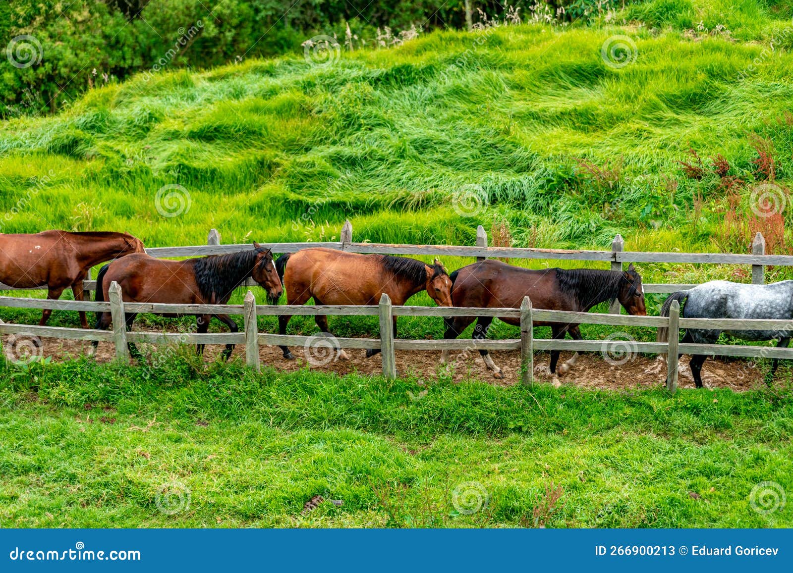 Horse in the Paddock on the Farm Stock Image - Image of horse, mare ...