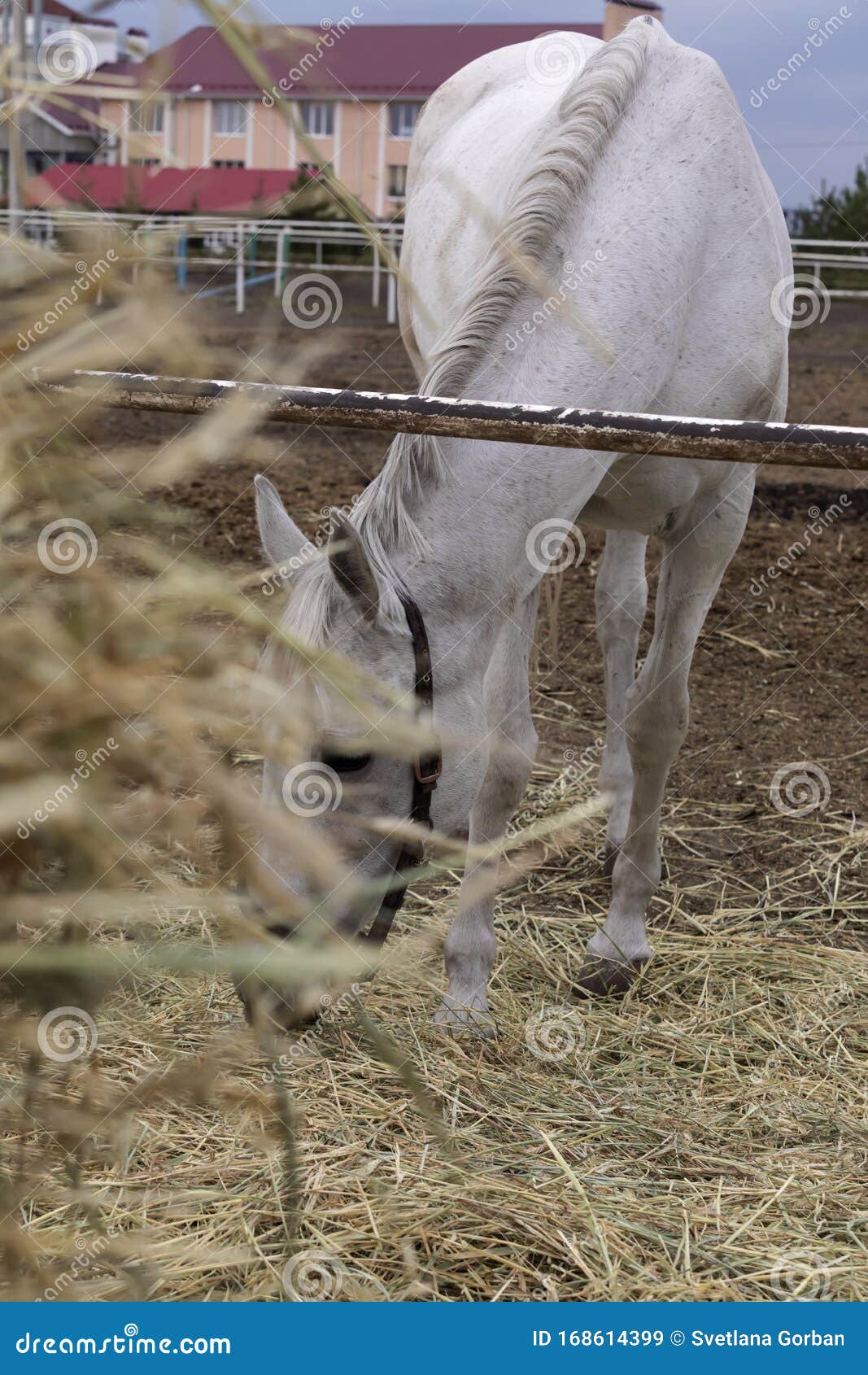 Horse in the paddock. stock image. Image of gray, horse - 168614399