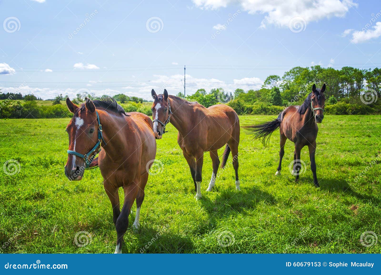 Horse paddock stock image. Image of field, breed, face - 60679153