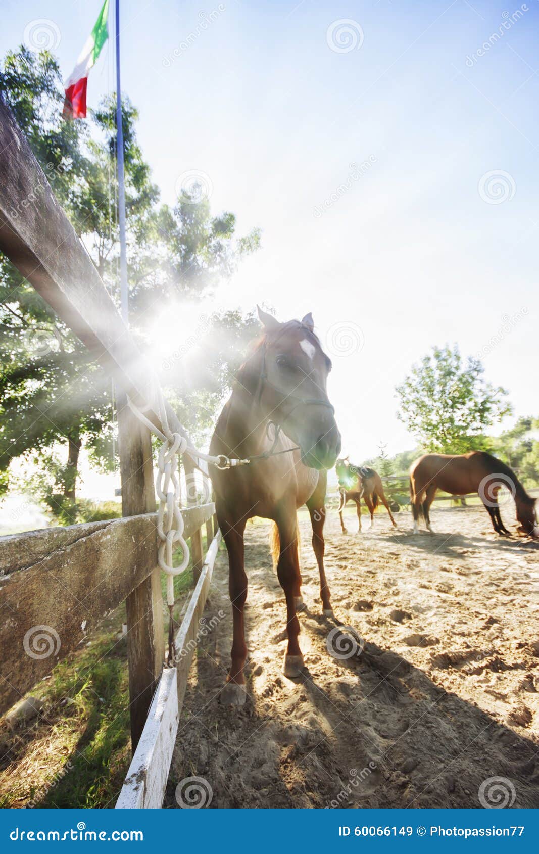 Horse in the paddock stock image. Image of young, race - 60066149