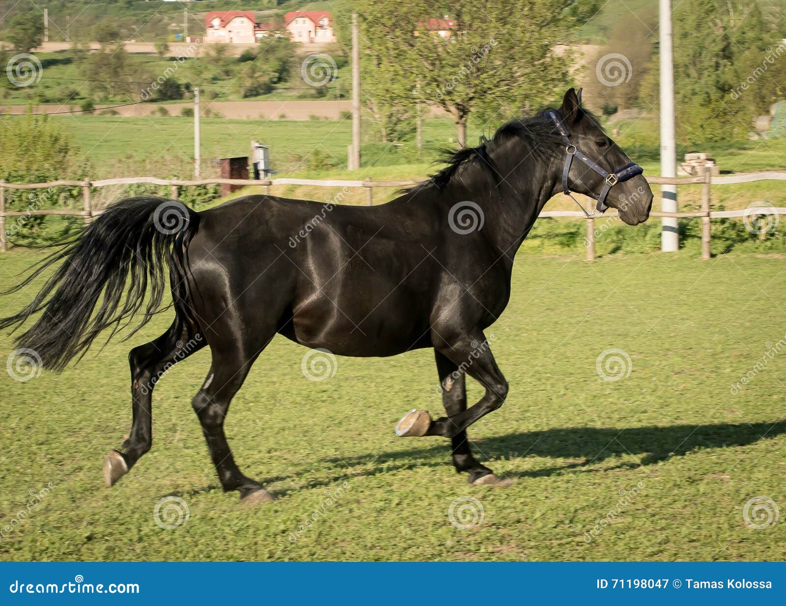 Horse in paddock stock image. Image of domestic, paddock - 71198047
