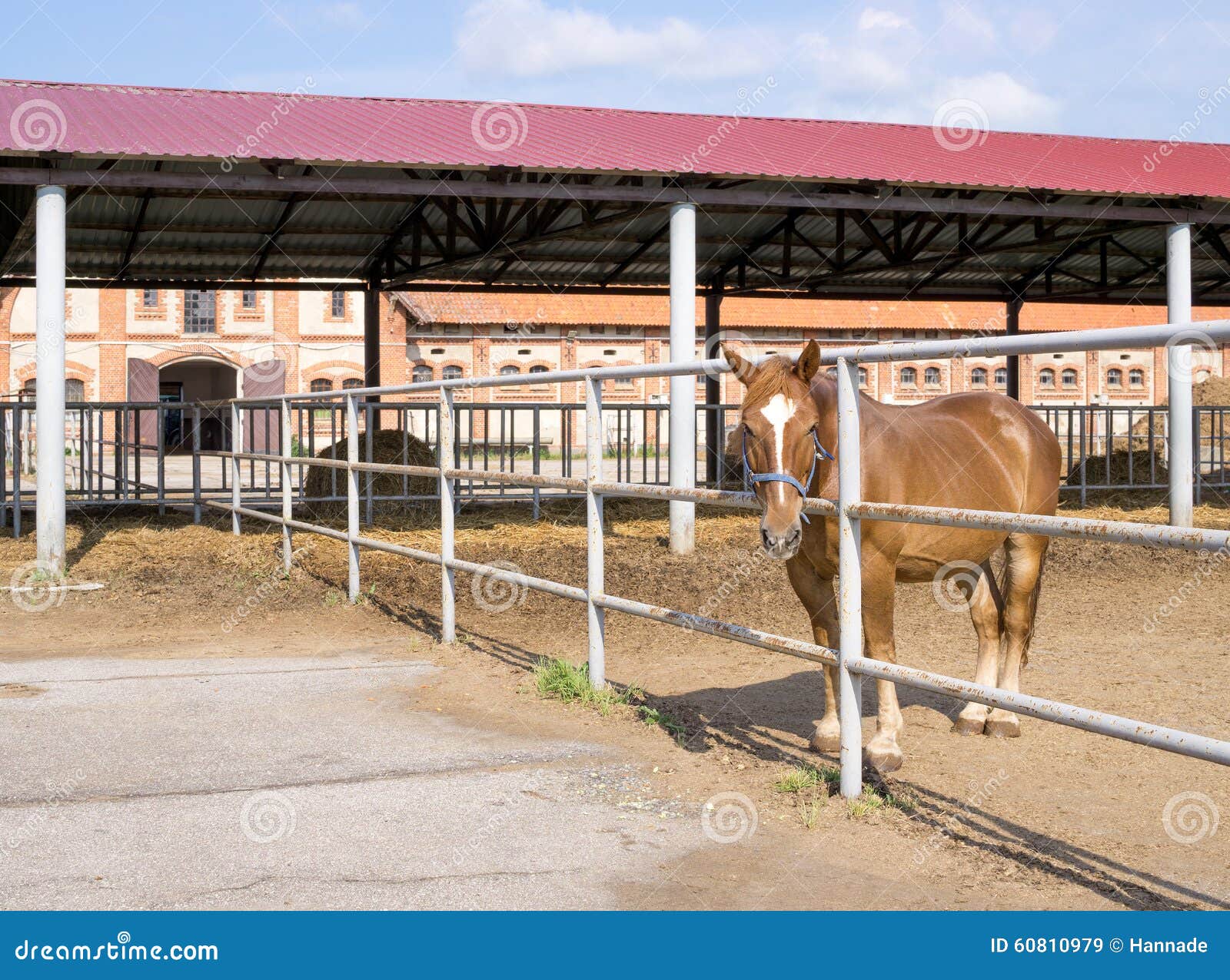 Horse in paddock stock image. Image of chestnut, paddock - 60810979