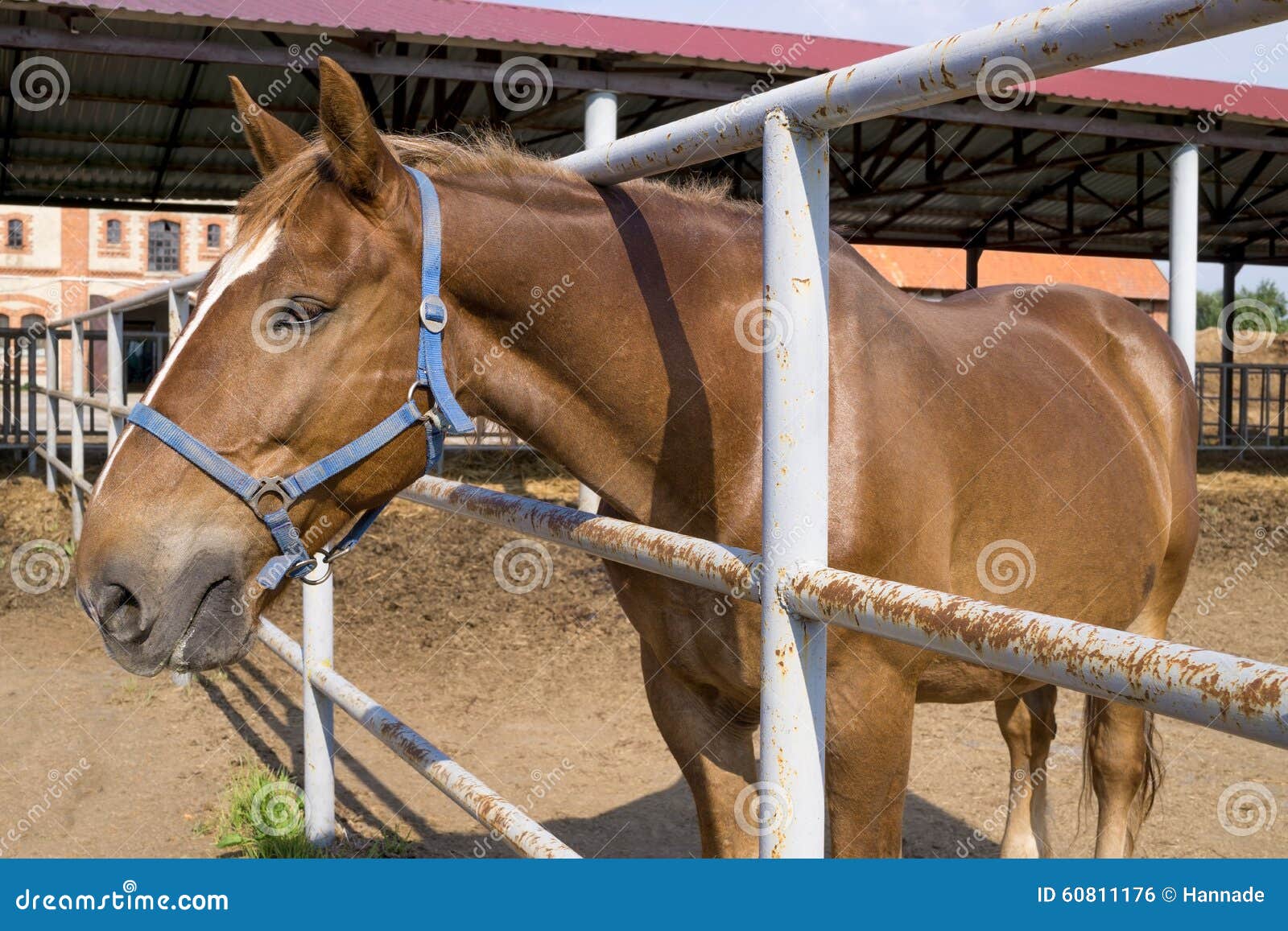 Horse in paddock stock photo. Image of walk, manege, farm - 60811176