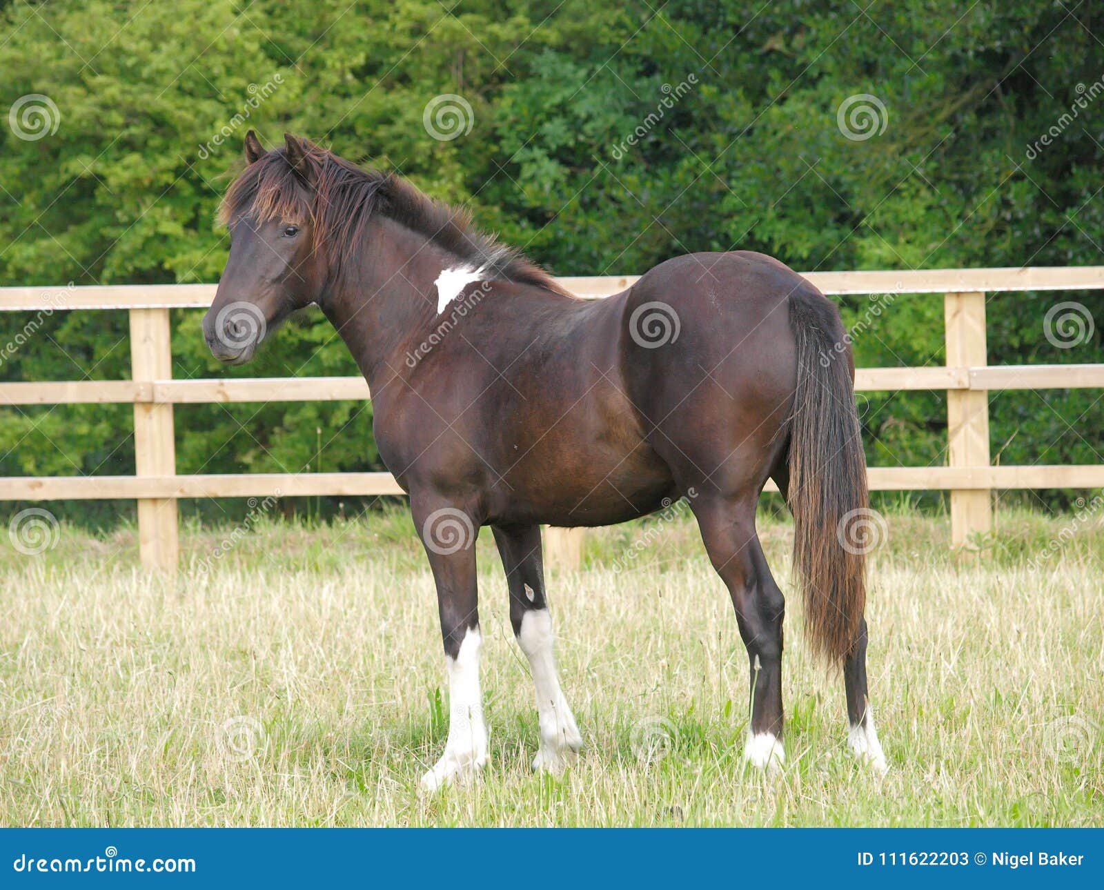 Horse in Paddock stock image. Image of field, equestrian - 111622203