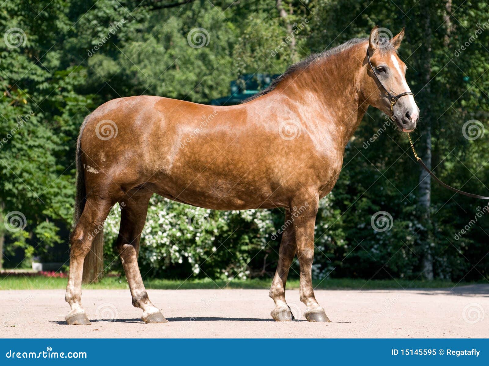 Horse in park stock image. Image of path, horse, mare - 15145595