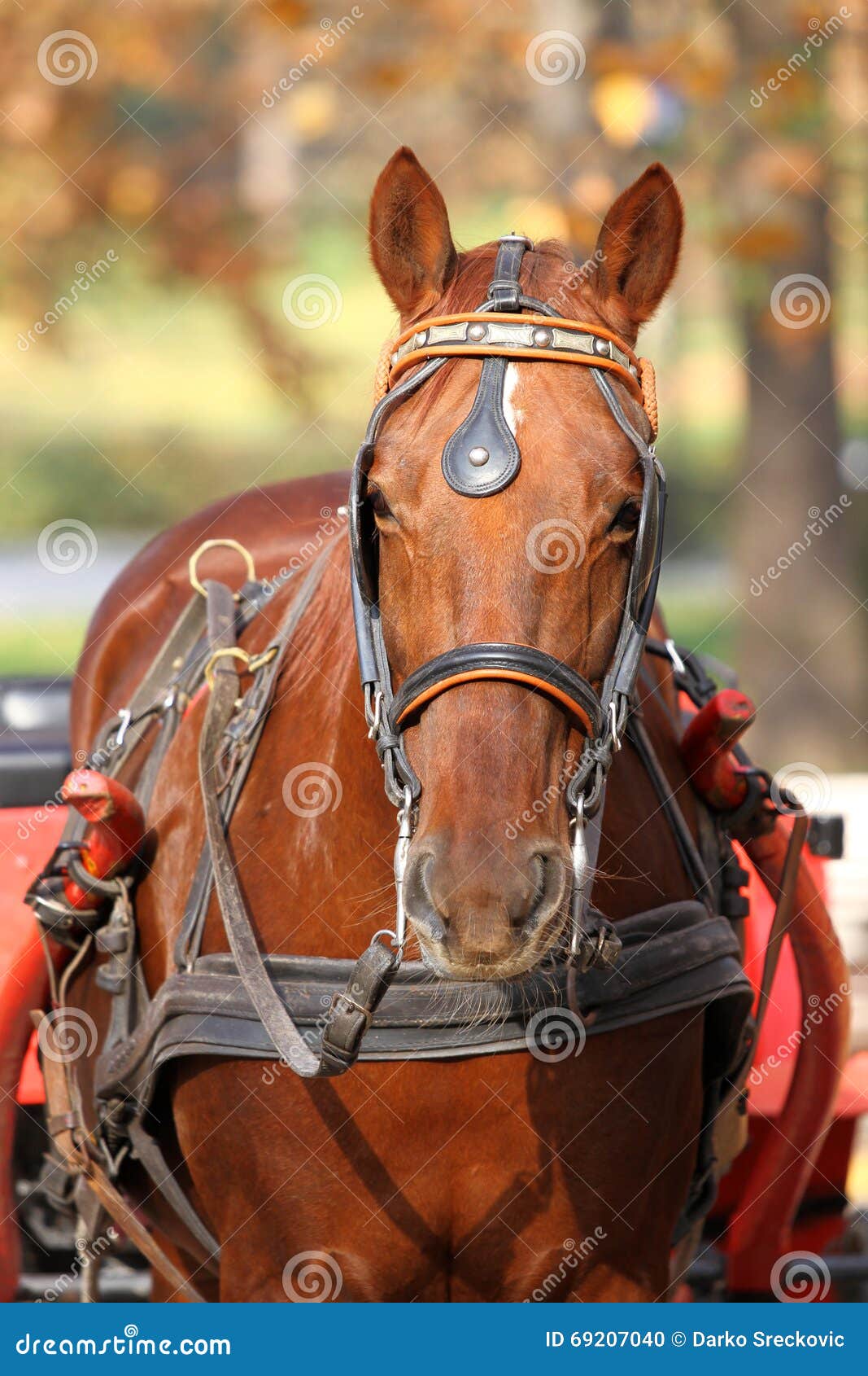 Horse in the park stock photo. Image of mammal, park - 69207040