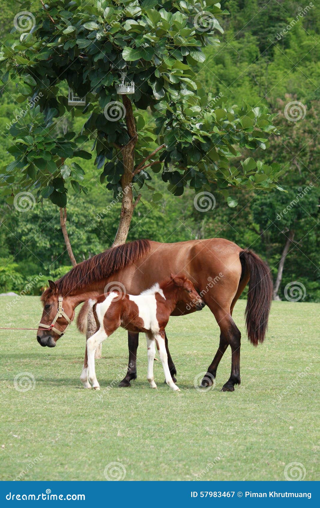 Horse in park stock image. Image of bridle, caballo, purebred - 57983467