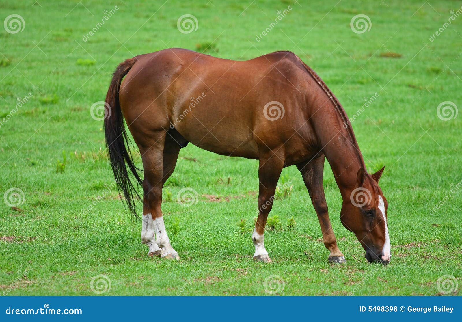 Horse in pasture stock photo. Image of grazing, green - 5498398