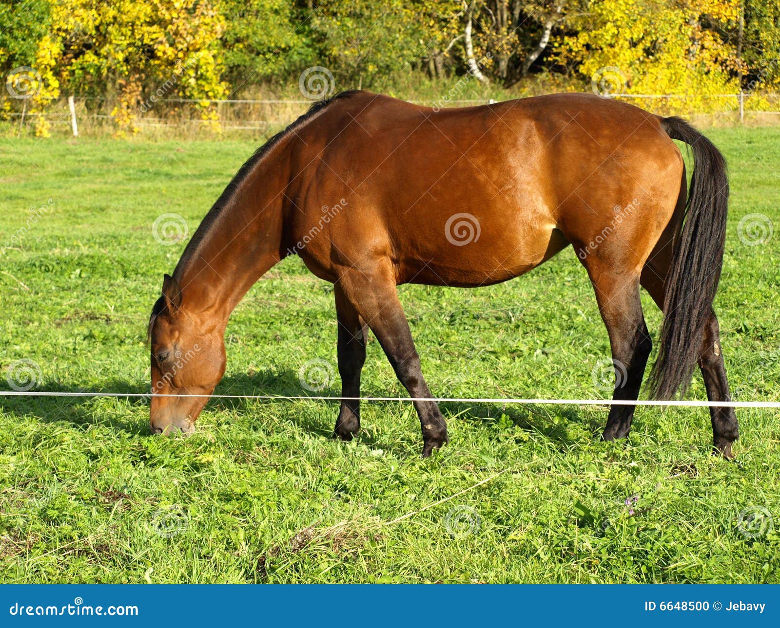 Horse Pasture Picture. Image: 6648500