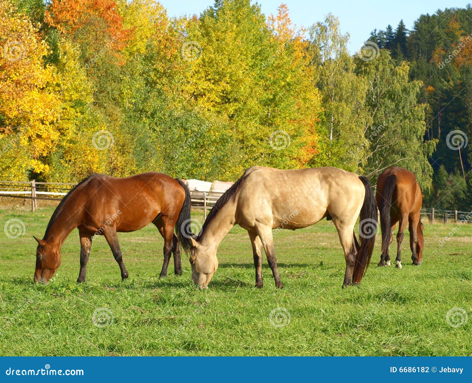 Horse pasture stock photo. Image of riding, ranching, vaulting - 6686182