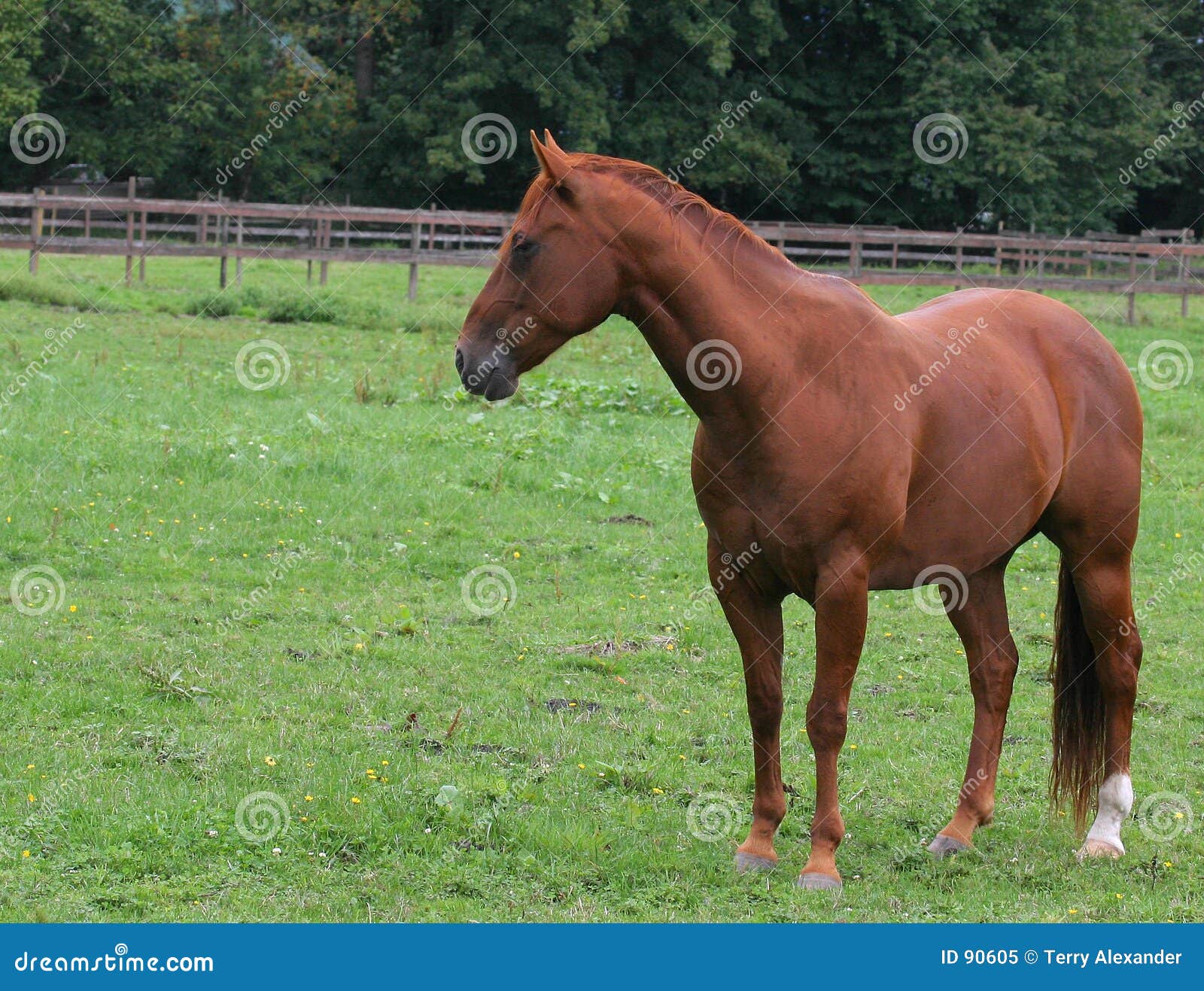 Horse in pasture stock image. Image of stallion, barn, ranch - 90605