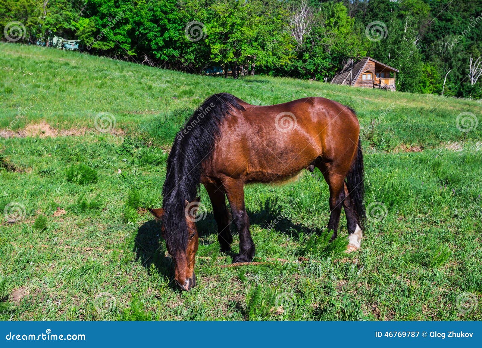 Horse pasture stock image. Image of countryside, landscape - 46769787
