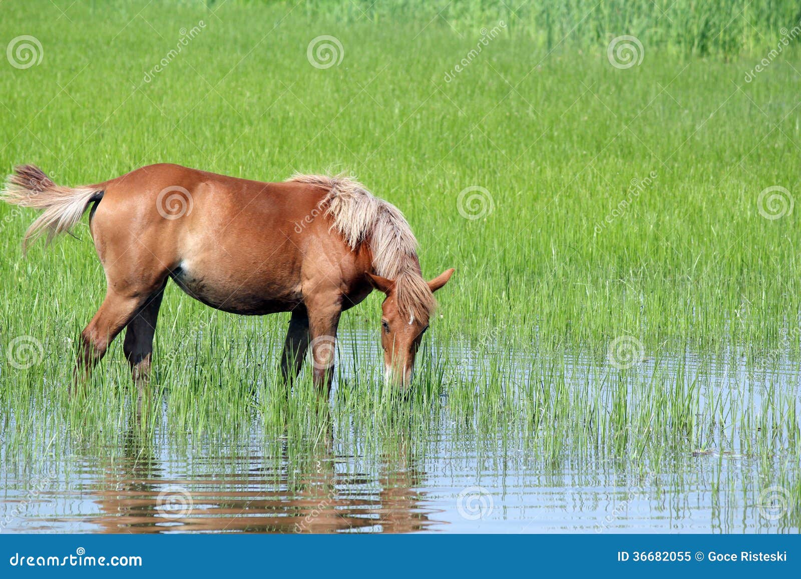 Horse on Pasture Spring Season Stock Image - Image of animal, mare ...