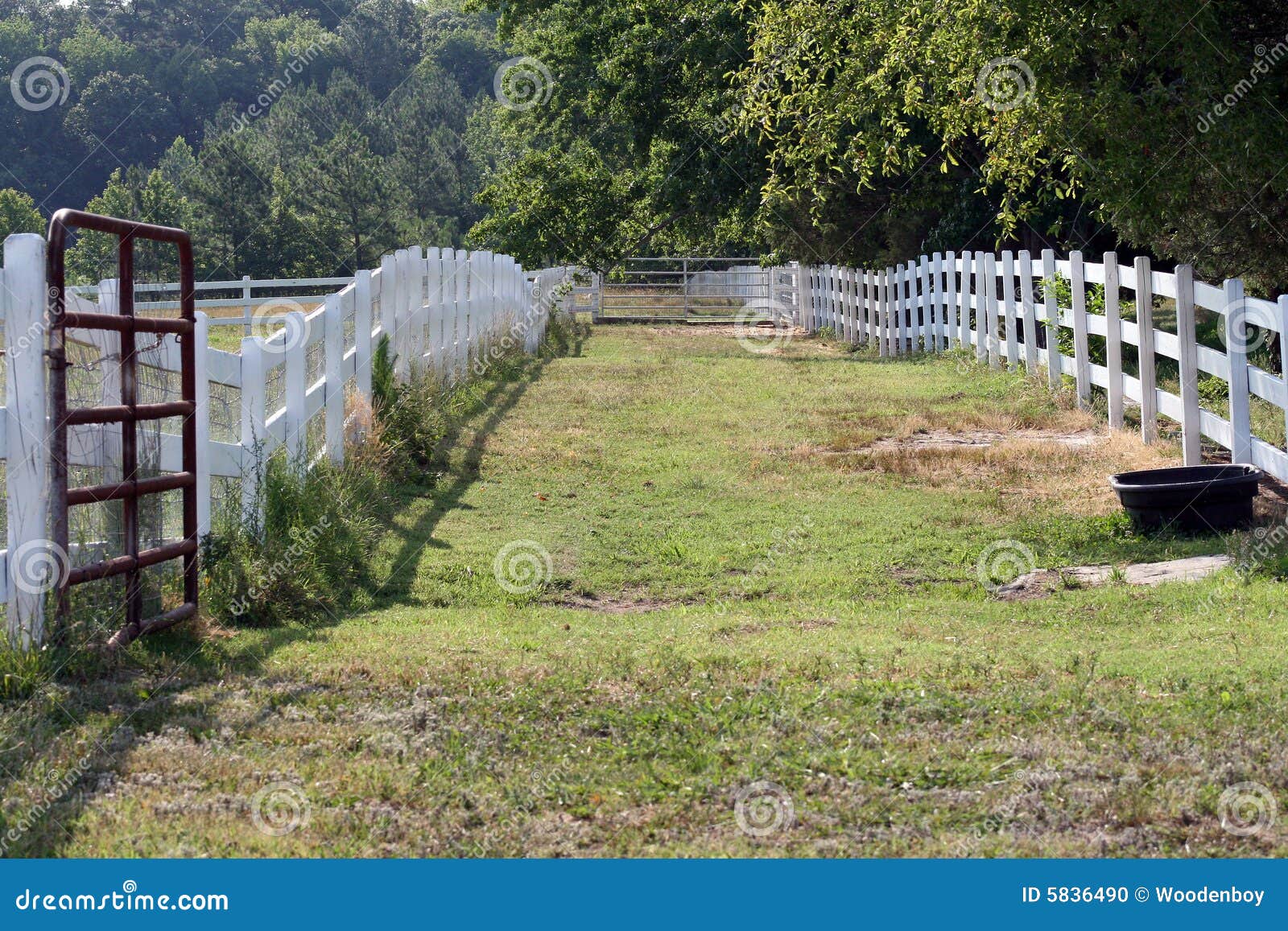 Horse path stock photo. Image of outside, white, farm - 5836490