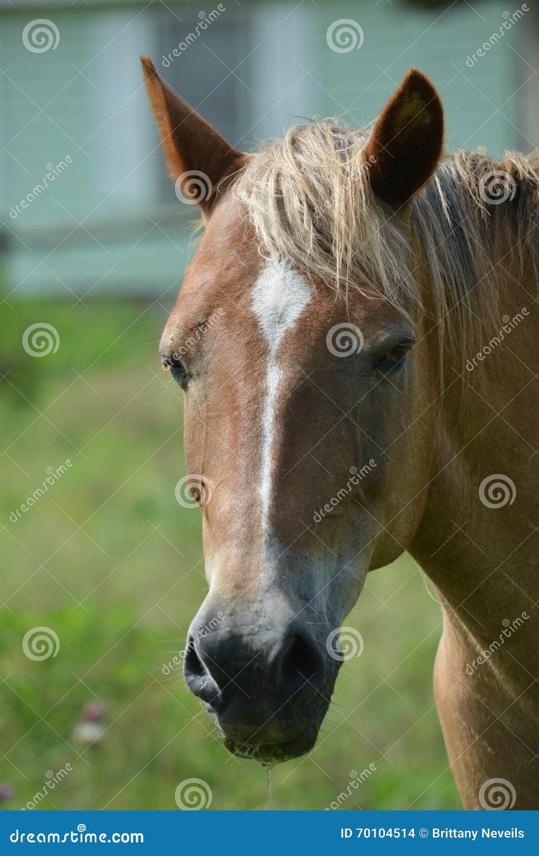 Horse stock photo. Image of equine, nikon, sorrel, horse - 70104514