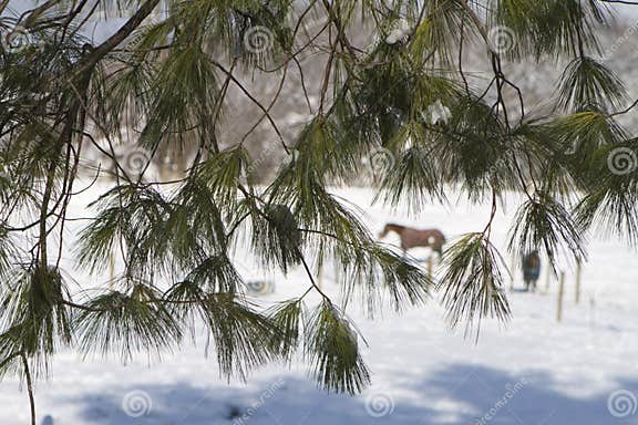 Horse in the Pines stock photo. Image of farm, winter - 47367370