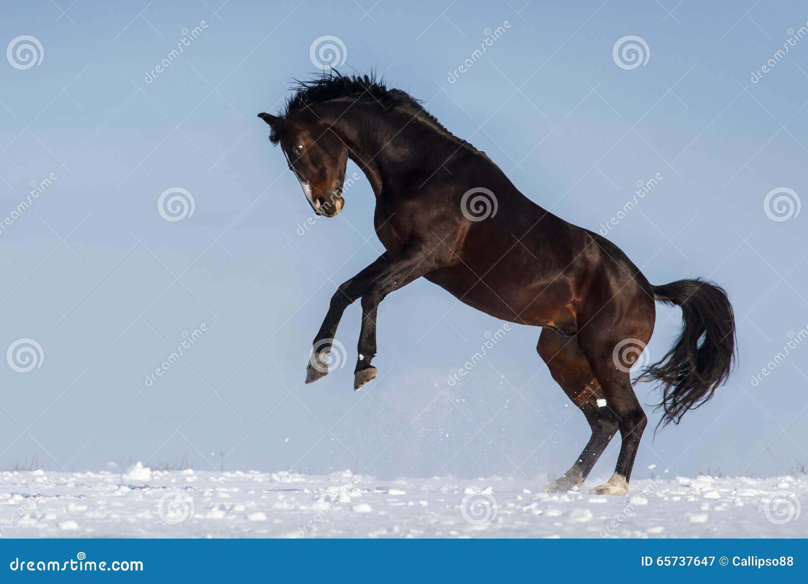 Horse play stock image. Image of speed, mane, equine - 65737647