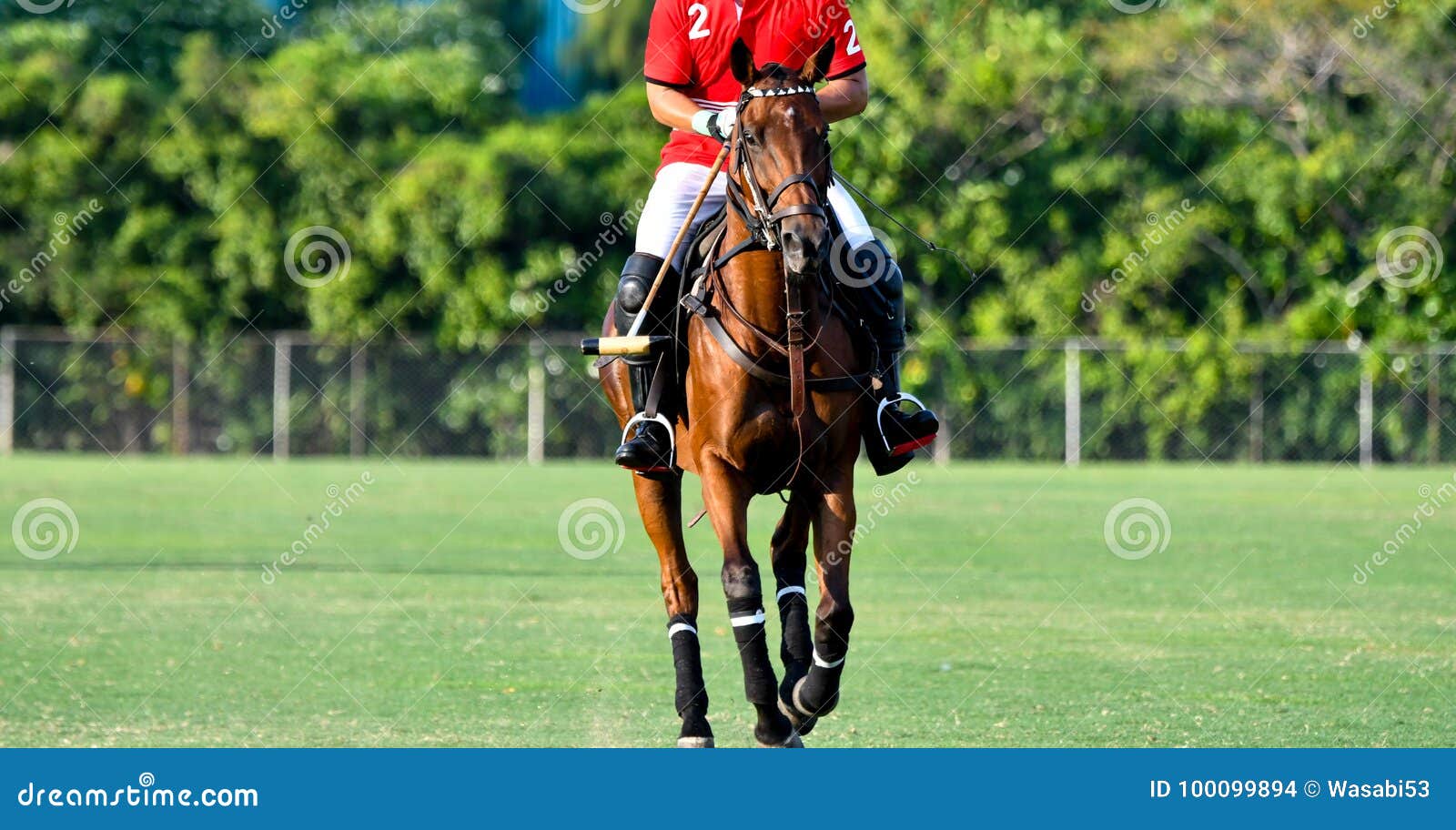Horse and Player stock photo. Image of equine, galloping - 100099894
