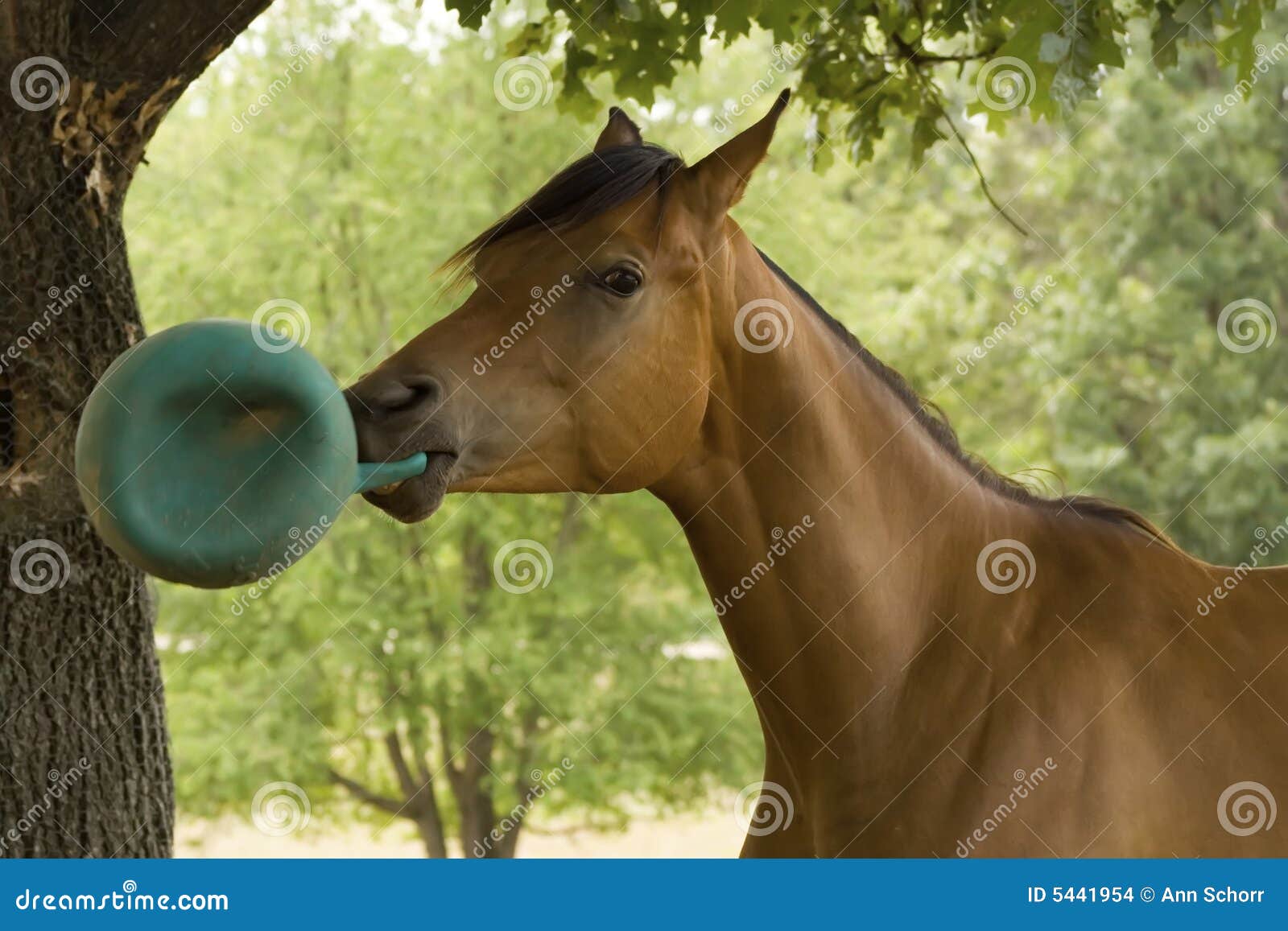 Horse playing with ball stock photo. Image of playful - 5441954