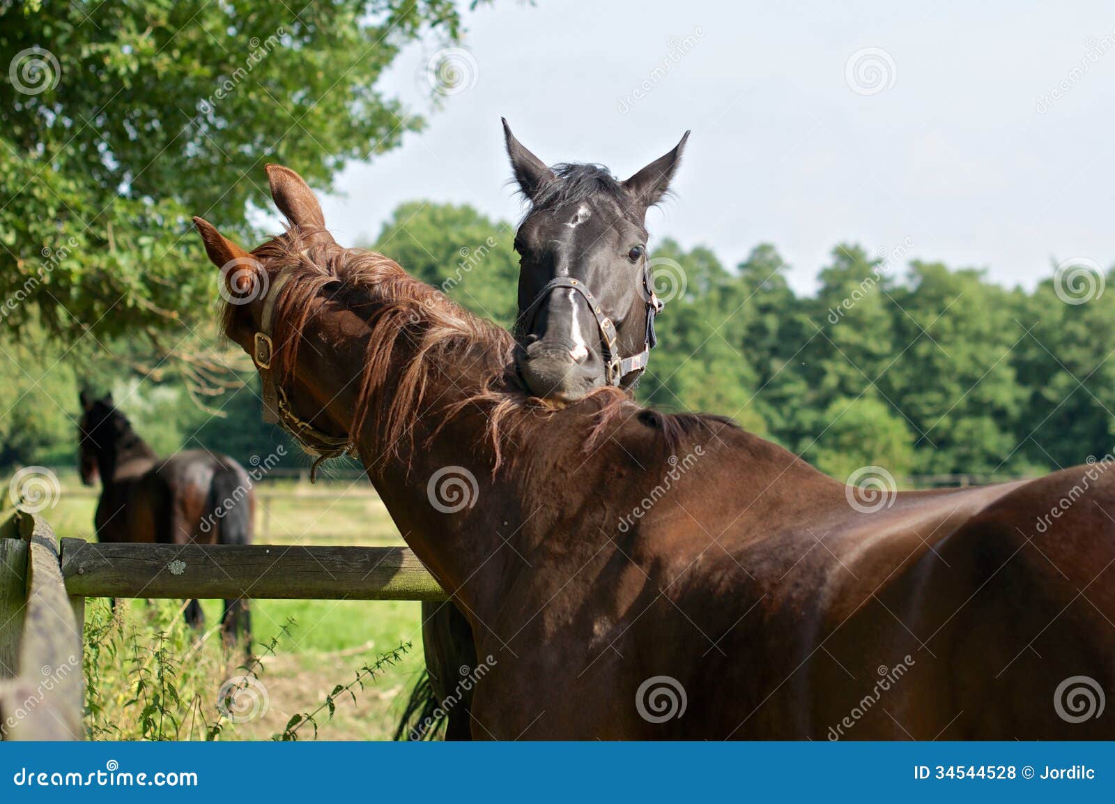Horse playing stock photo. Image of wildlife, playing - 34544528