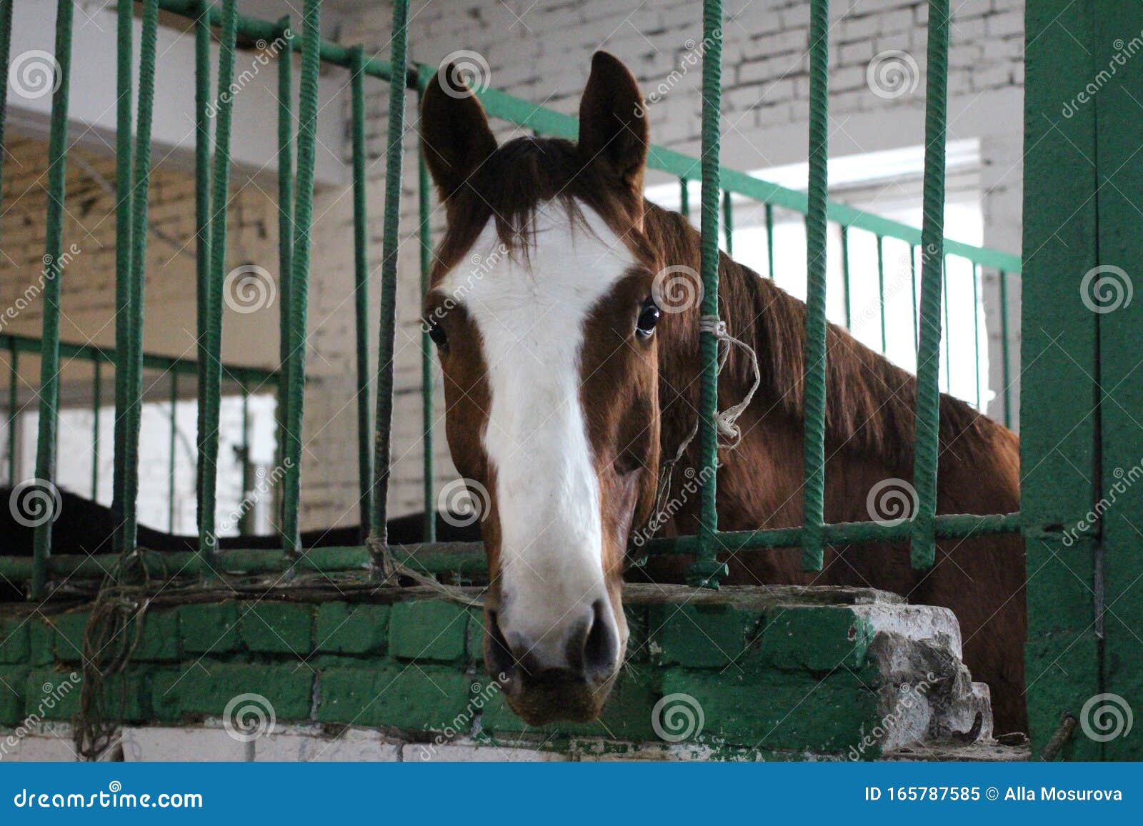 The Horse Poked Its Head through the Bars of the Cage in the Stable Pen ...