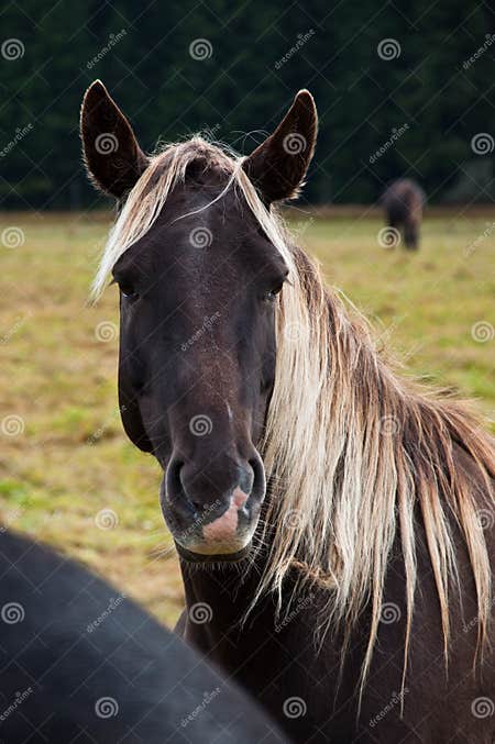 Horse portrait stock image. Image of profile, mane, cowboy - 17179573