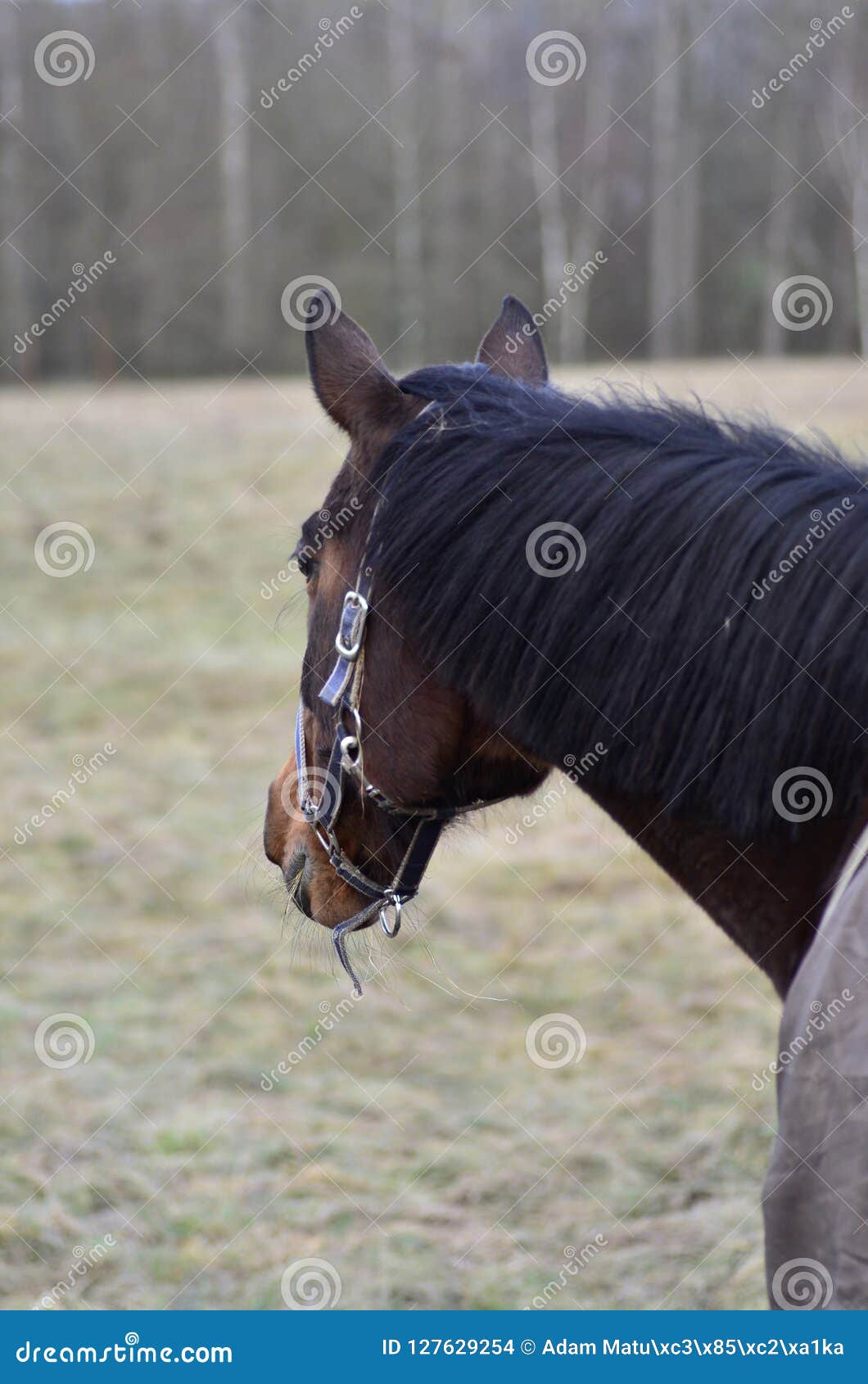 Horse Portrait, from Back View Stock Photo - Image of mare, horse ...