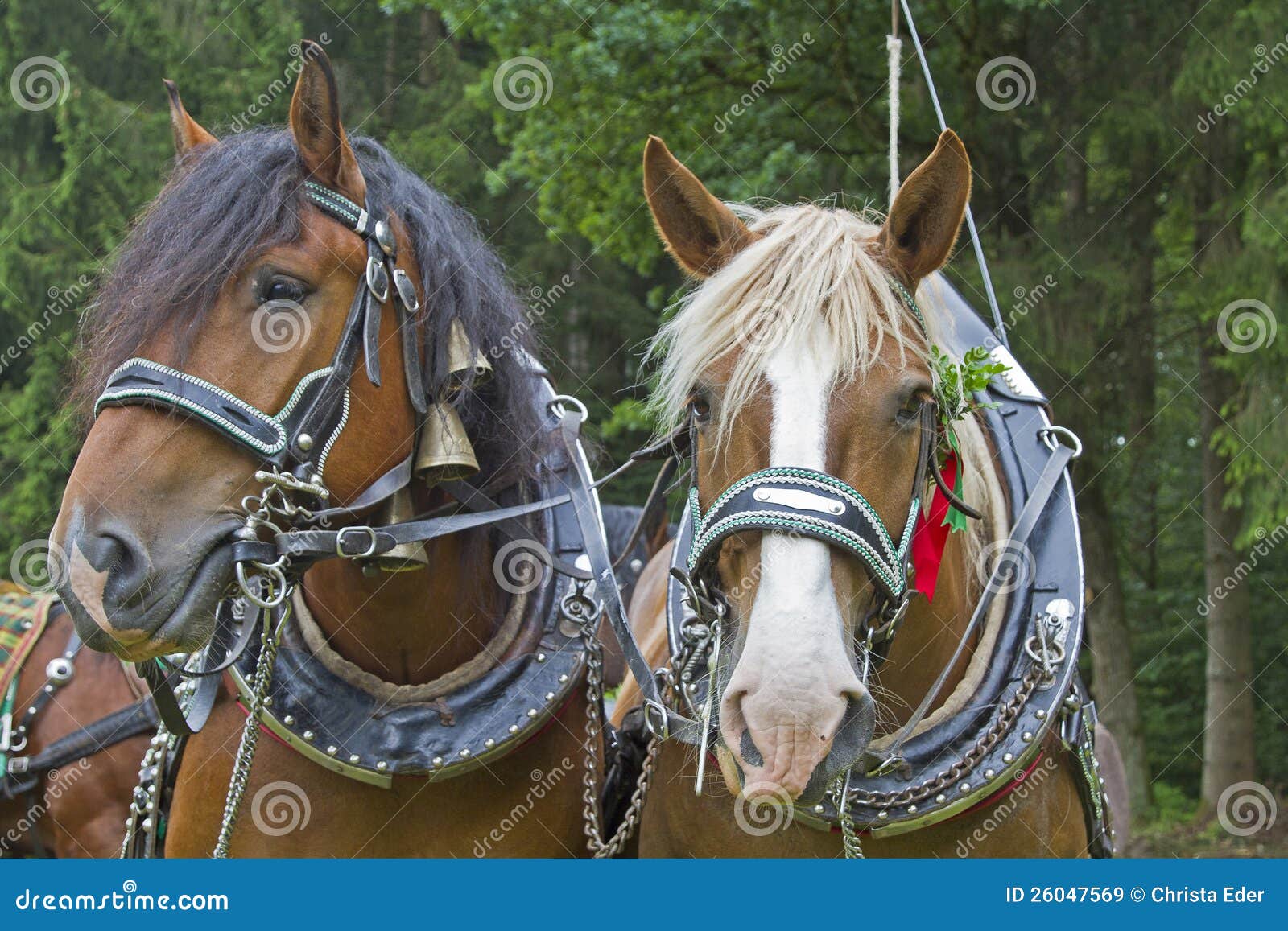 Team Of Horses Pulling Farm Hay Wagon Stock Photo | CartoonDealer.com ...