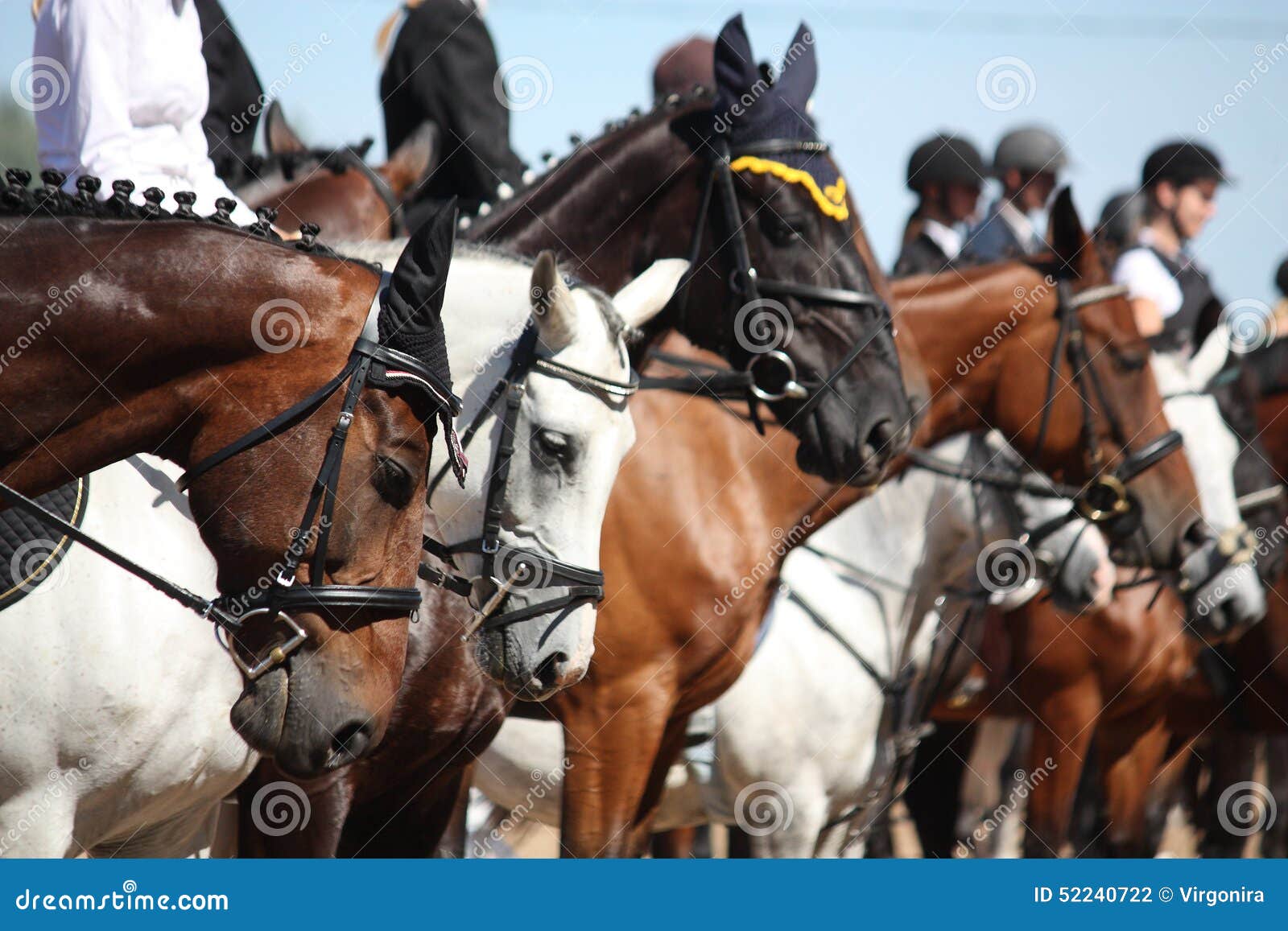 Horse Portraits during Competition Editorial Photography - Image of ...