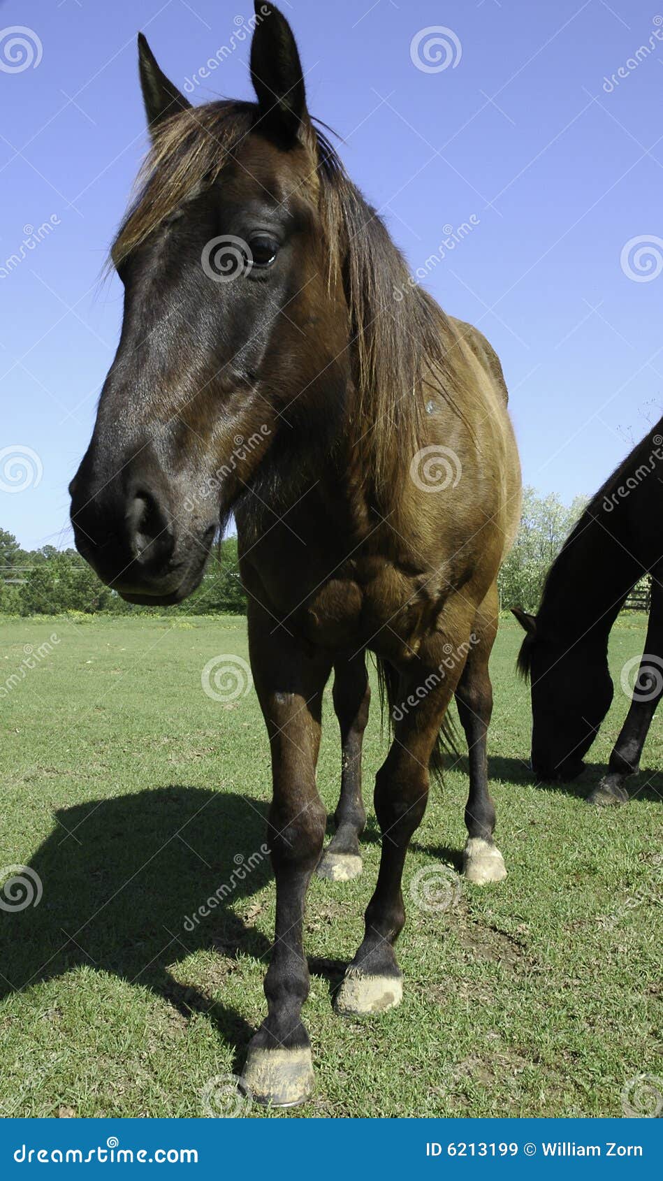 Horse pose stock image. Image of animals, horses, stand - 6213199