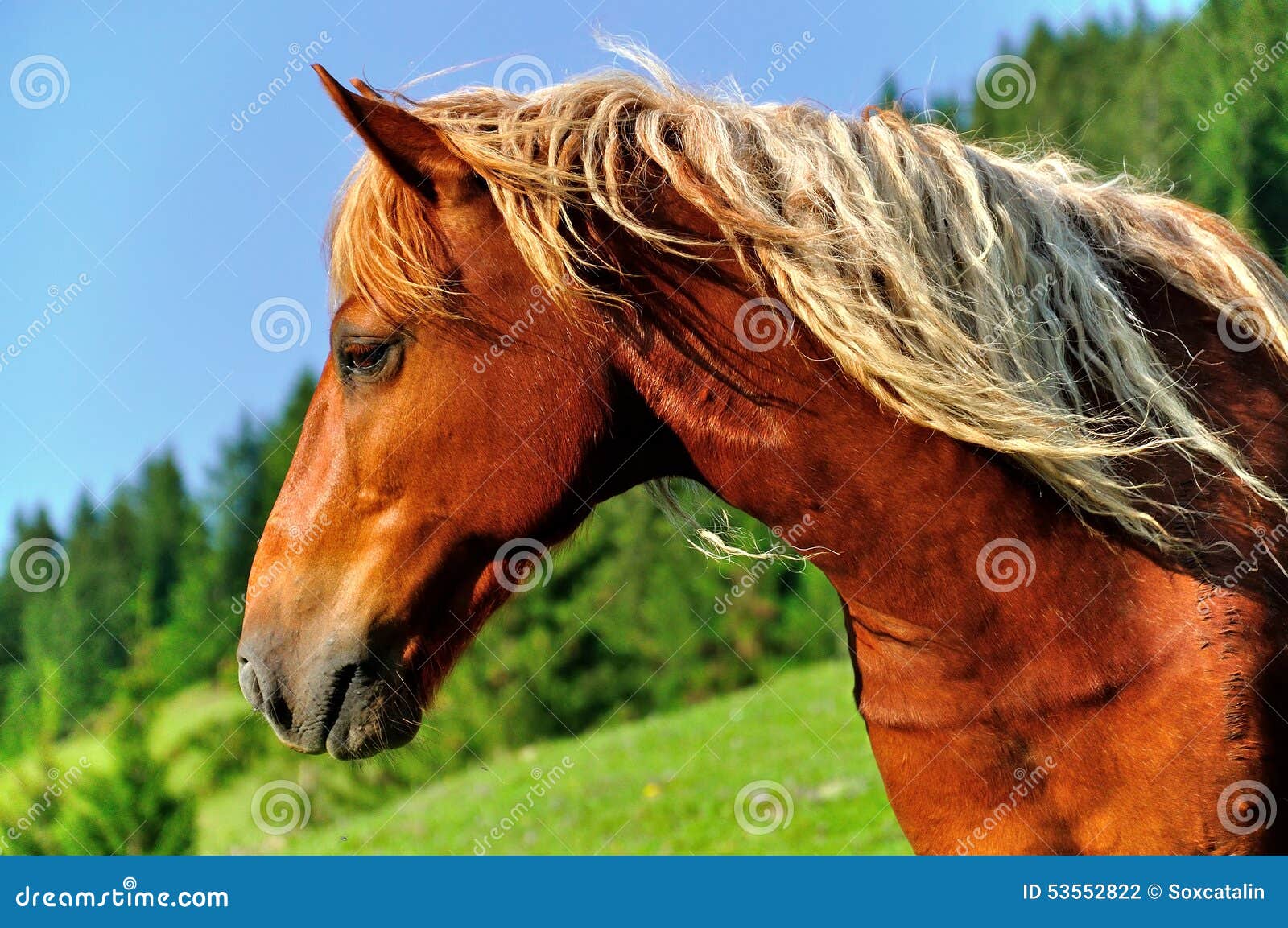 Horse profile stock photo. Image of beautiful, mammal - 53552822