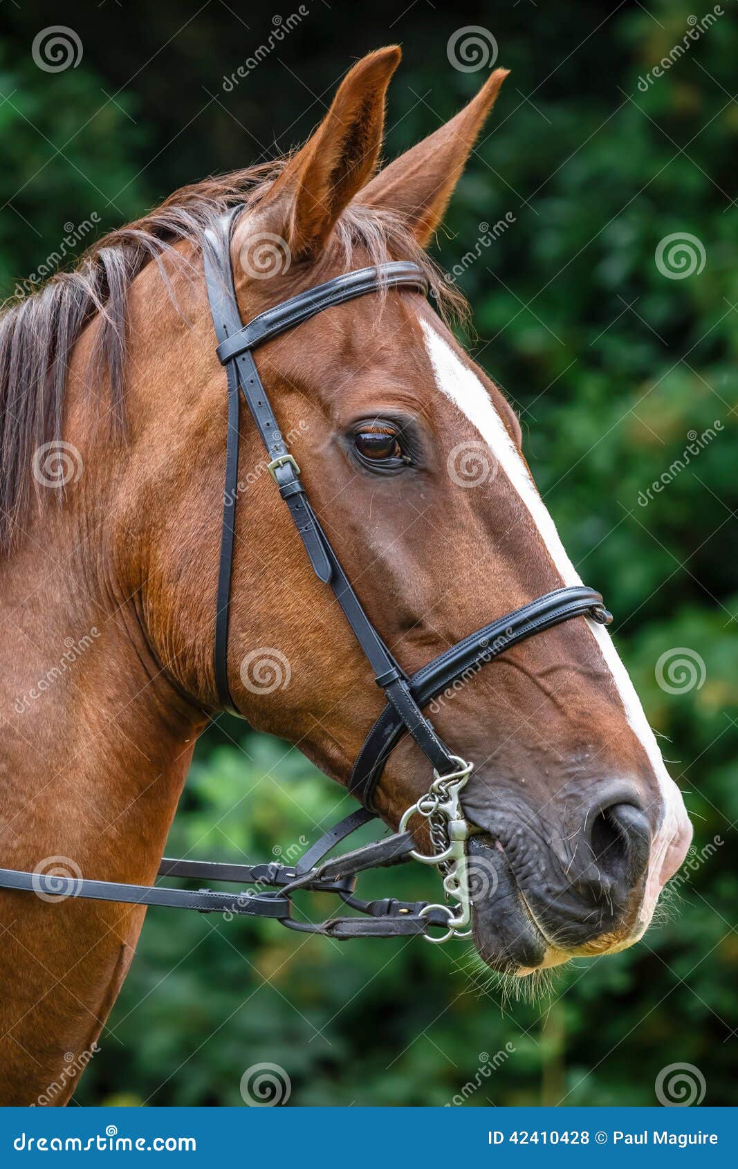 Horse Head Profile | Pictures taken whilst walking along the… | Flickr