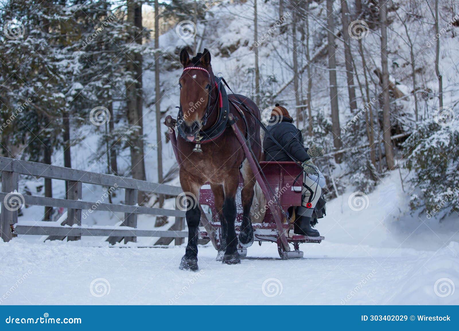 Horse Pulling a Sled with People through a Snowy Winter Forest Stock ...
