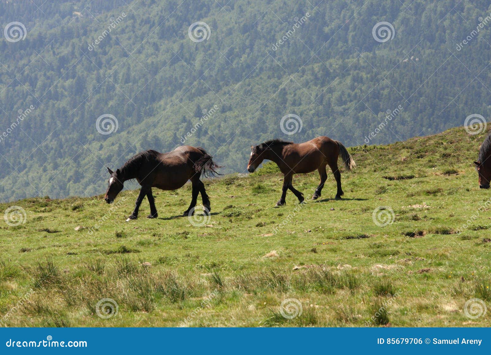 Horse in Pyrenees stock photo. Image of fauna, outdoors - 85679706