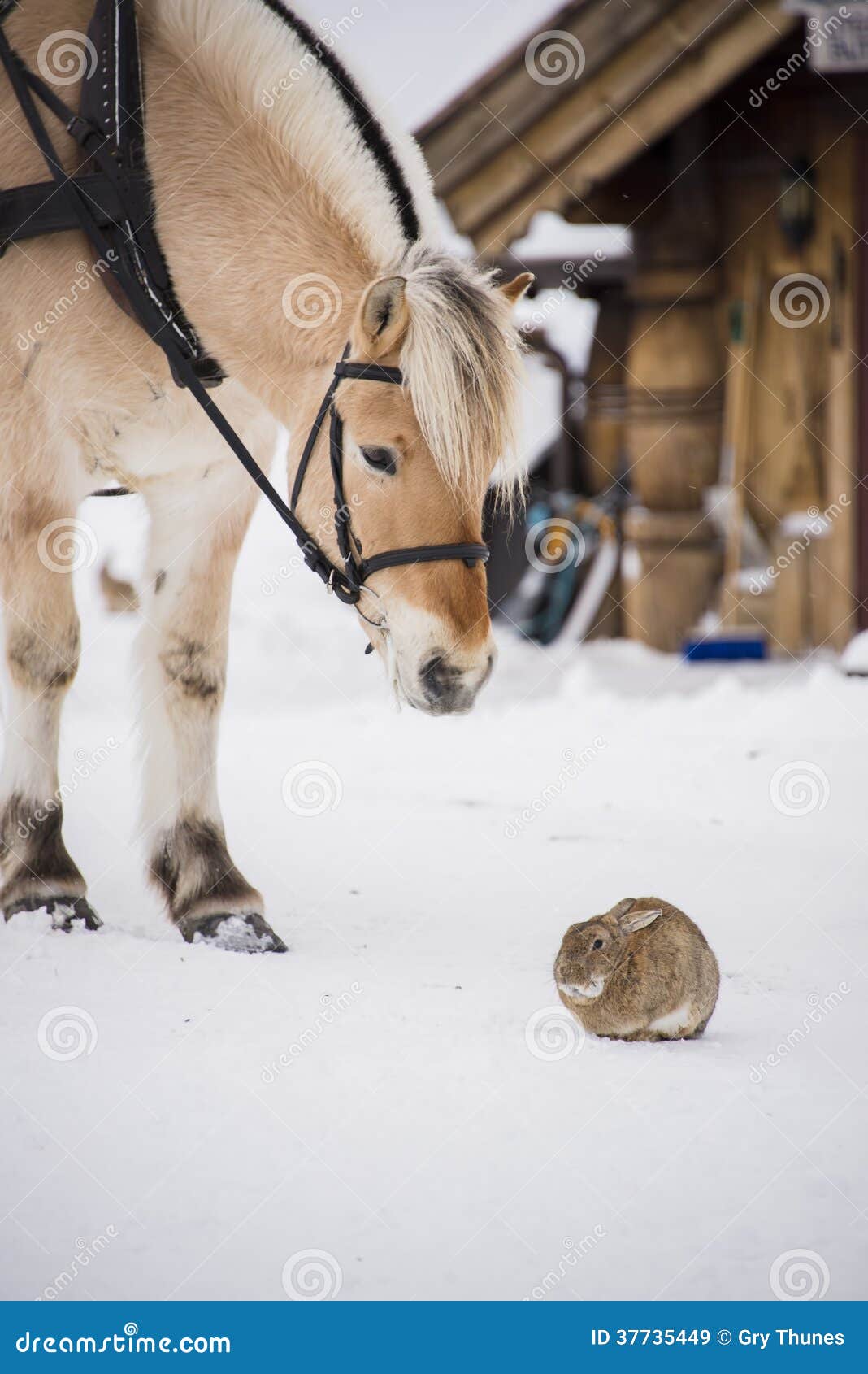 Horse and rabbit stock image. Image of sniffing, together - 37735449