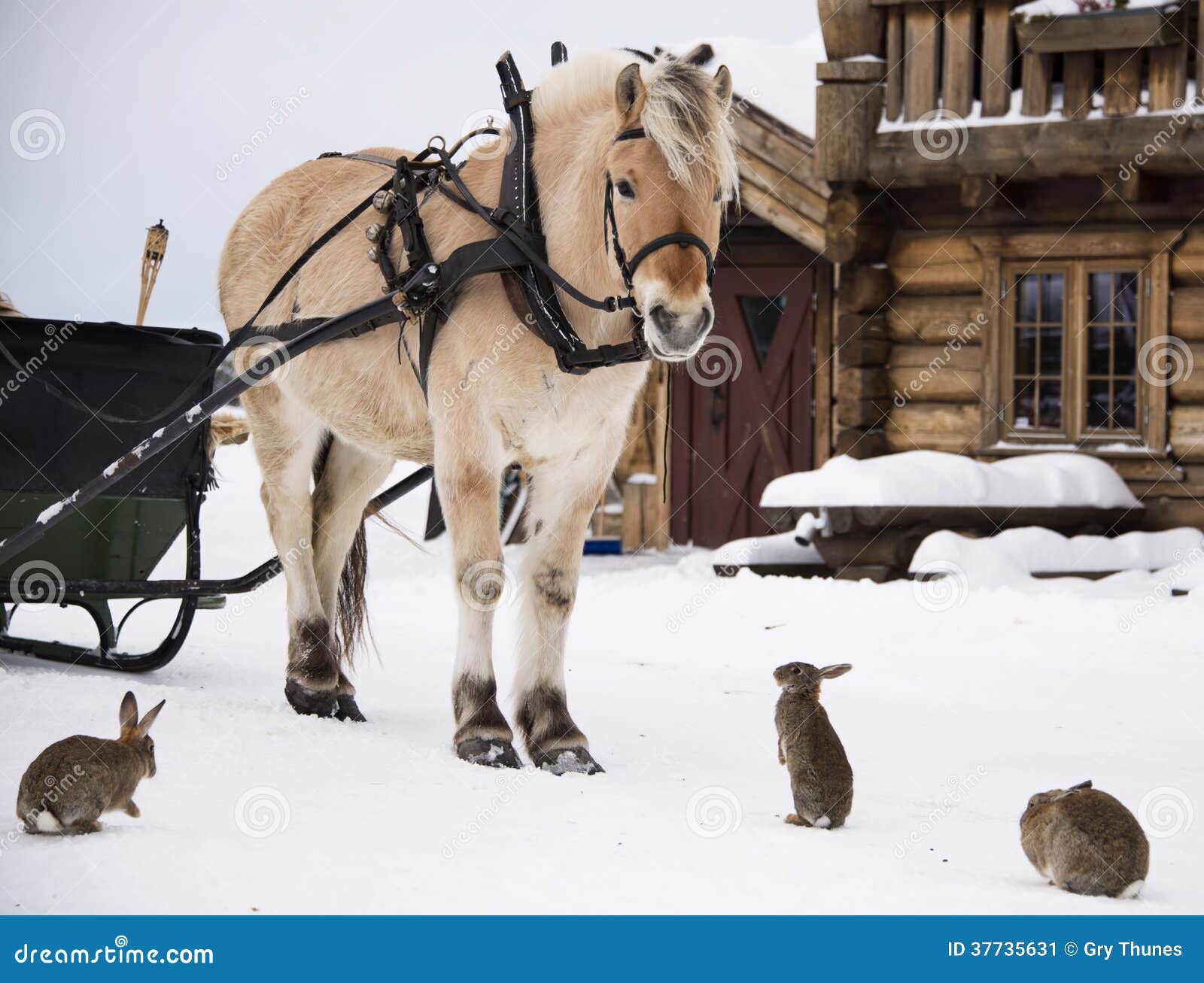 Horse and rabbits stock image. Image of friendly, fjording - 37735631