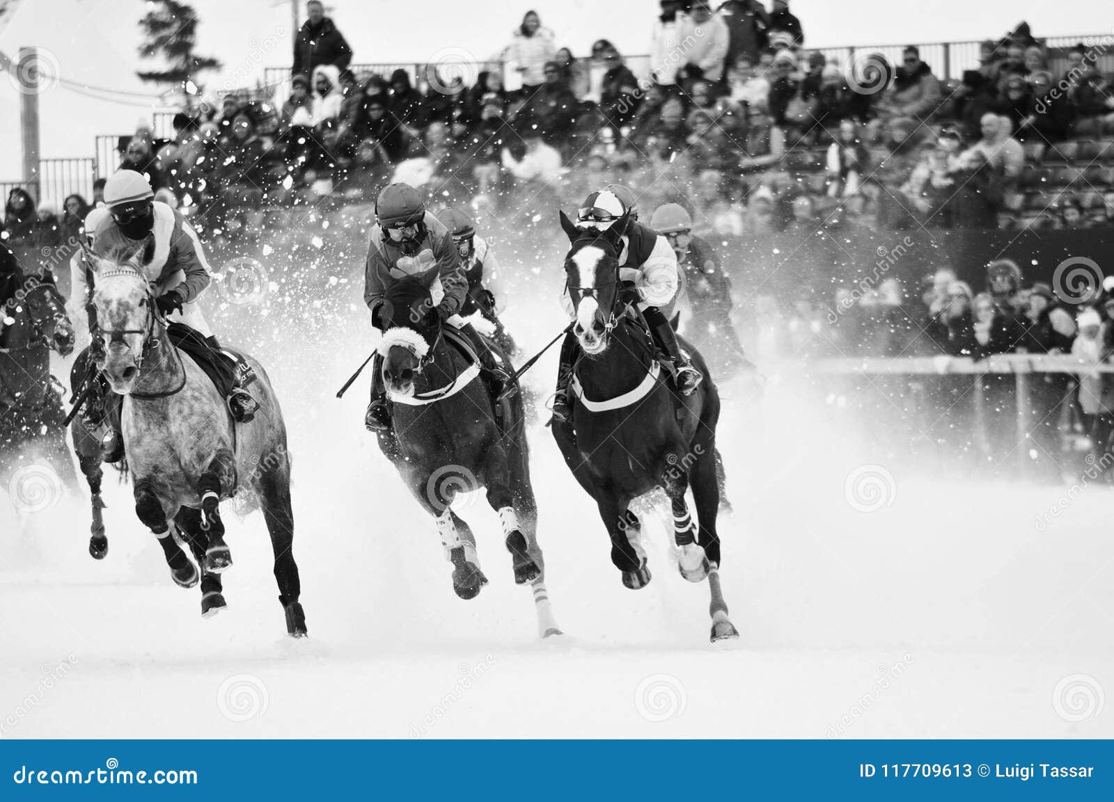 White turf editorial stock photo. Image of race, horse - 117709613