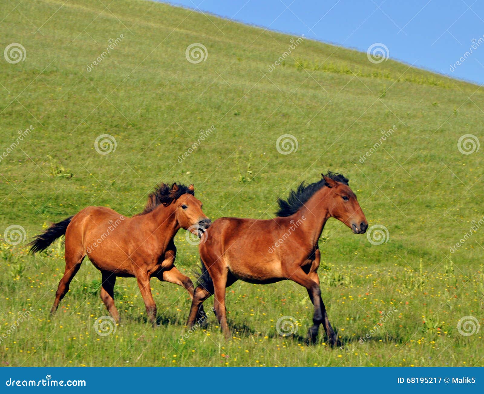 Horse race stock image. Image of equine, landscape, kosovo - 68195217